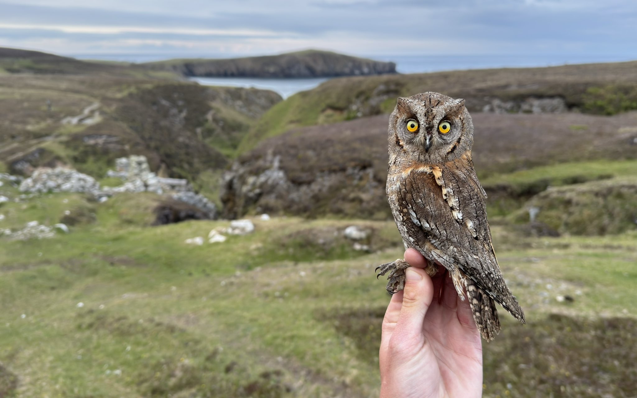 Eurasian Scops Owl by Alex Penn - BirdGuides