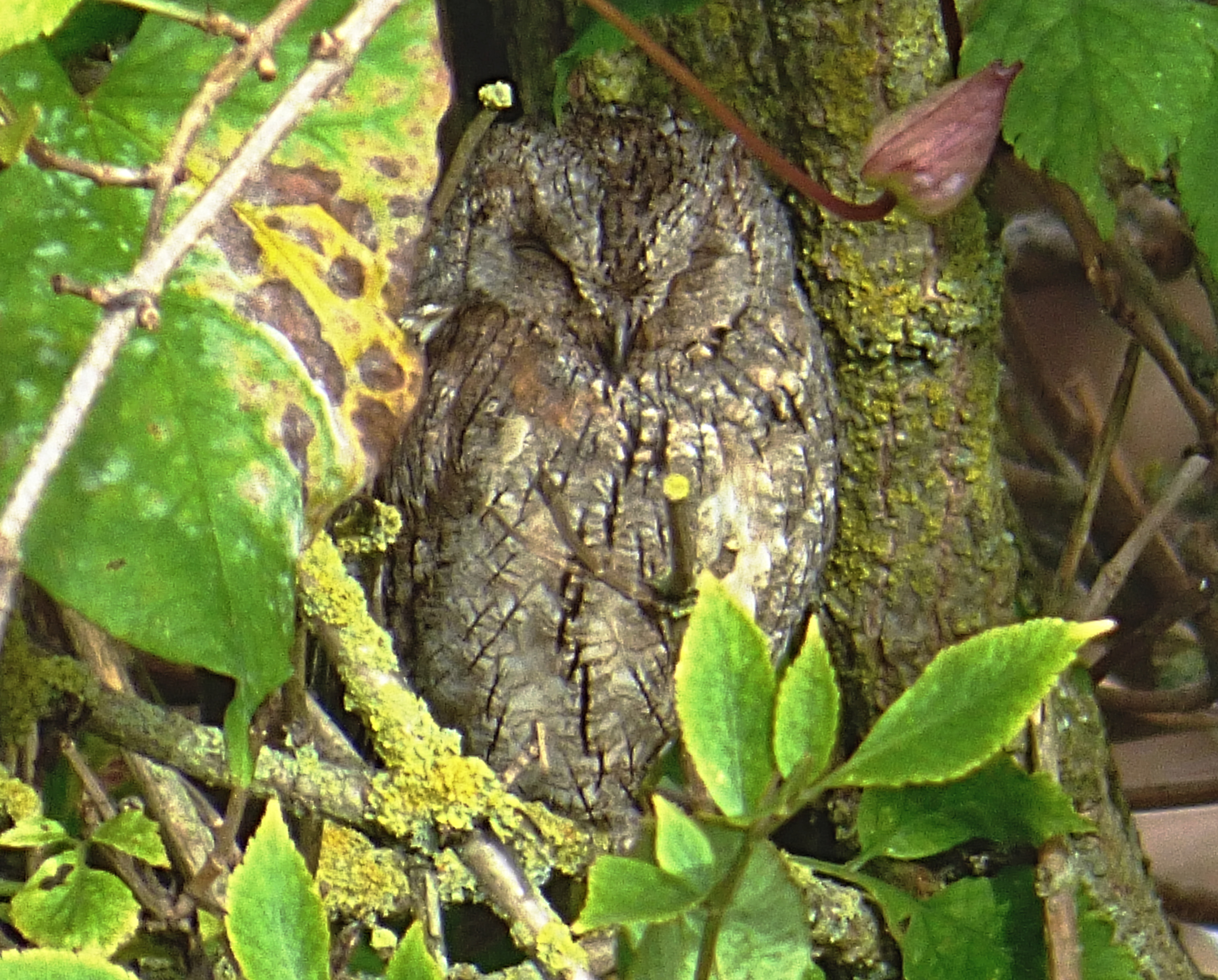 Details : Eurasian Scops Owl - BirdGuides