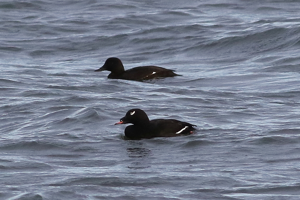 Details : White-winged Scoter - BirdGuides