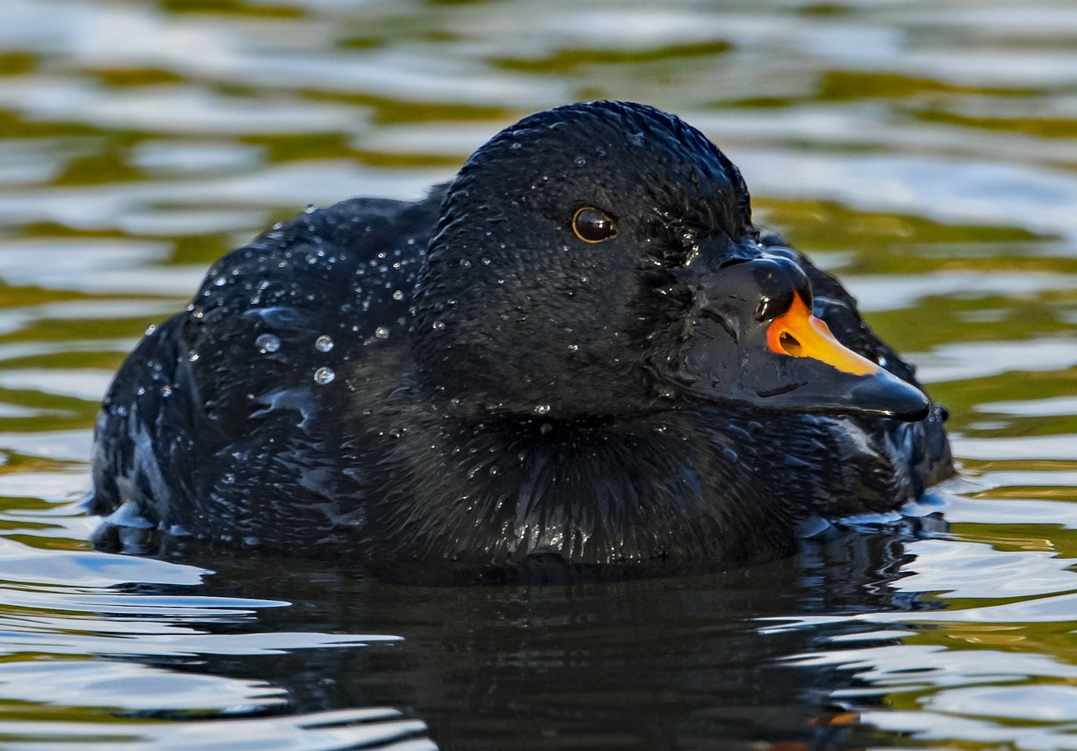 Common Scoter by Martyn Jones - BirdGuides