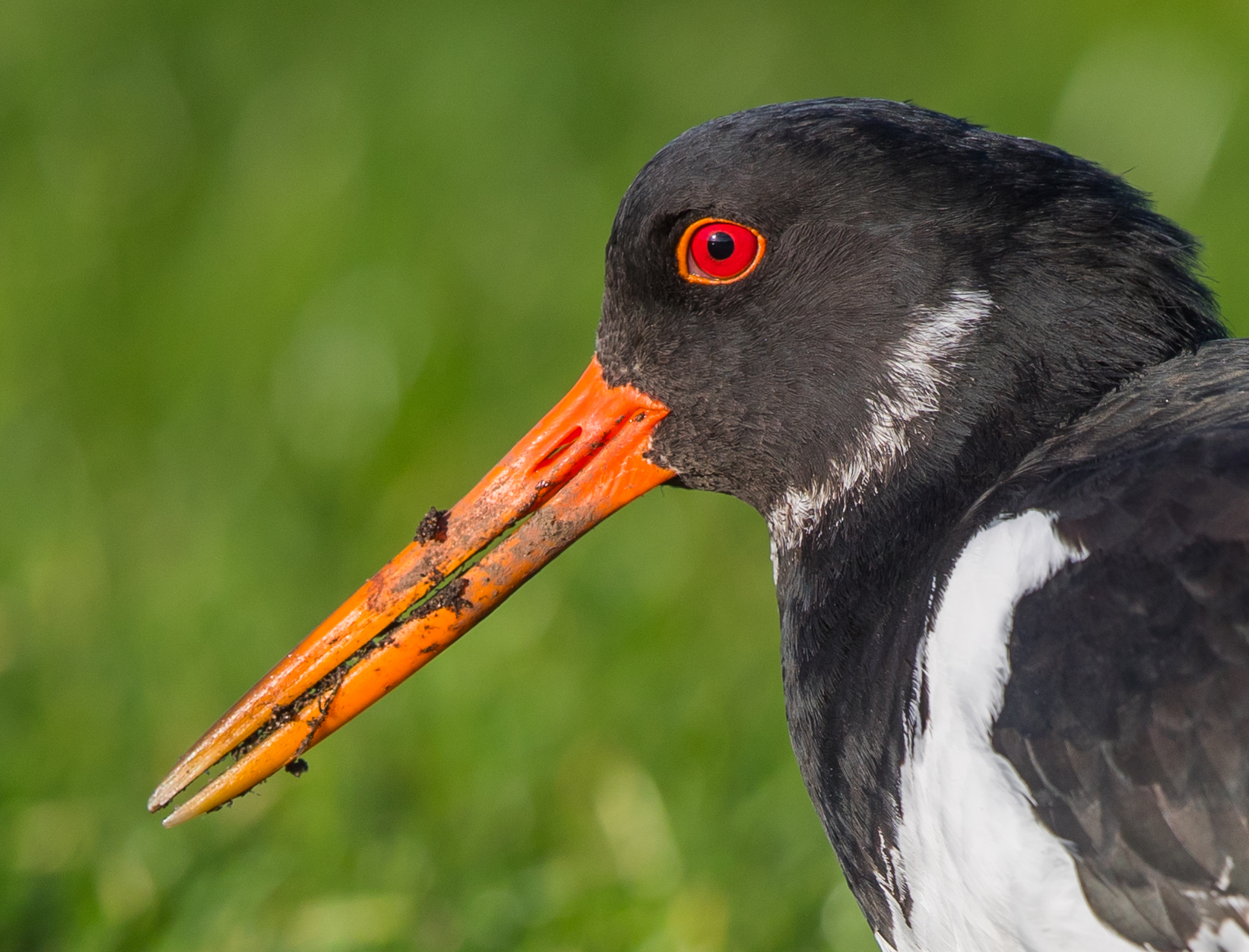 Eurasian Oystercatcher by Peter Garrity - BirdGuides