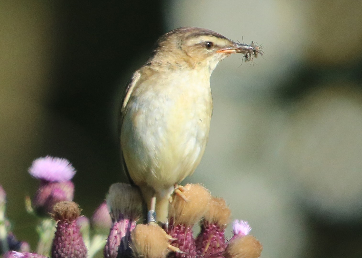 Sedge Warbler by Andrew Muirhead - BirdGuides