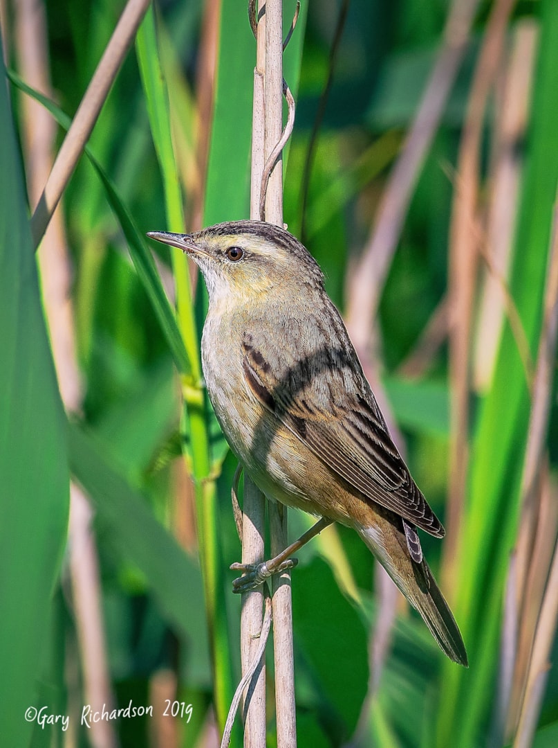 Sedge Warbler by Gary Richardson - BirdGuides