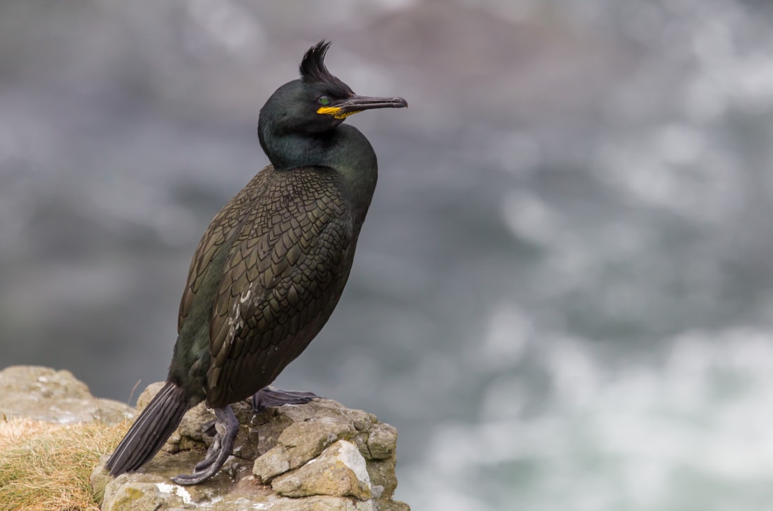 European Shag by Chris Griffin - BirdGuides
