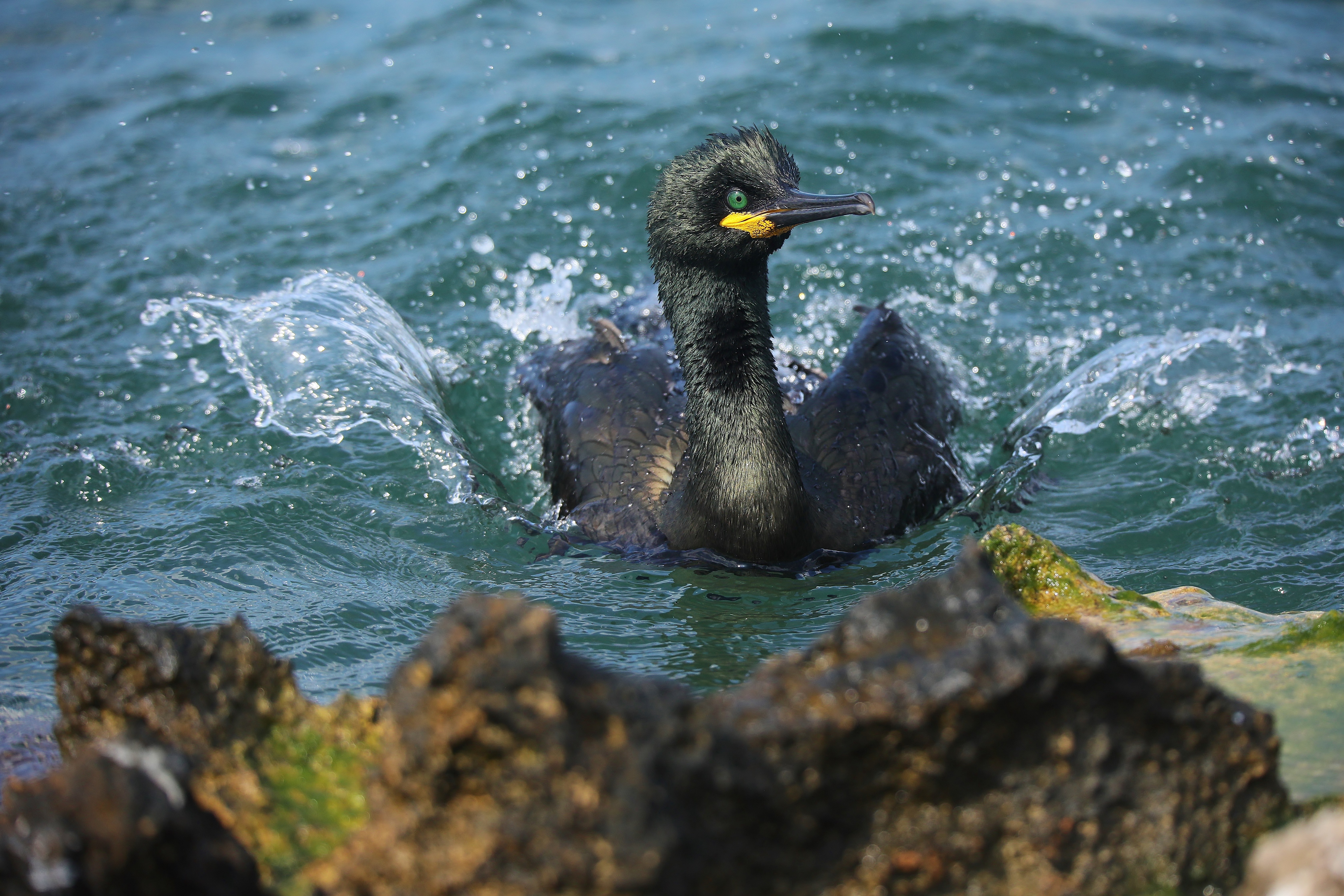 European Shag by Clive Daelman - BirdGuides