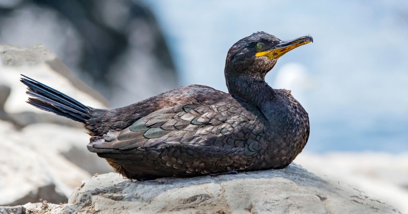 European Shag by Martyn Jones - BirdGuides