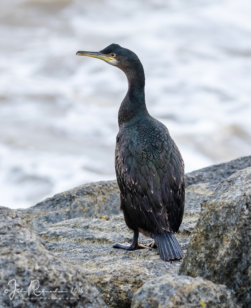 European Shag by John Richardson - BirdGuides