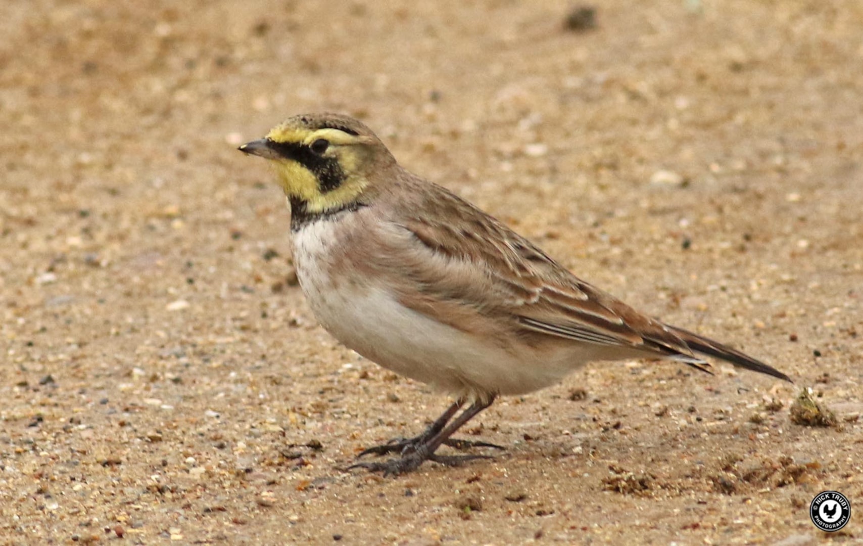 Shore Lark by Nick Truby - BirdGuides