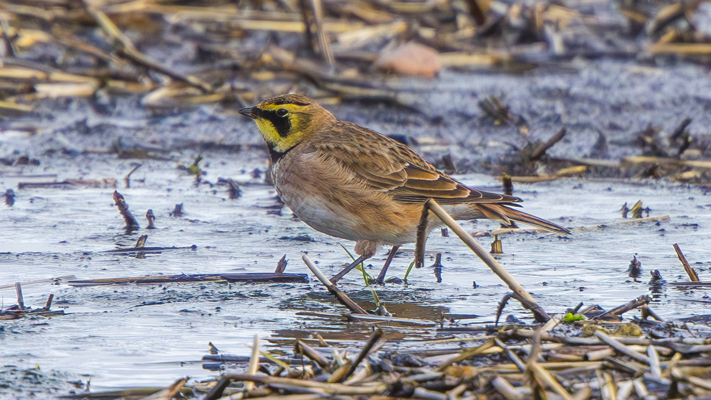 Shore Lark by Peter Garrity - BirdGuides