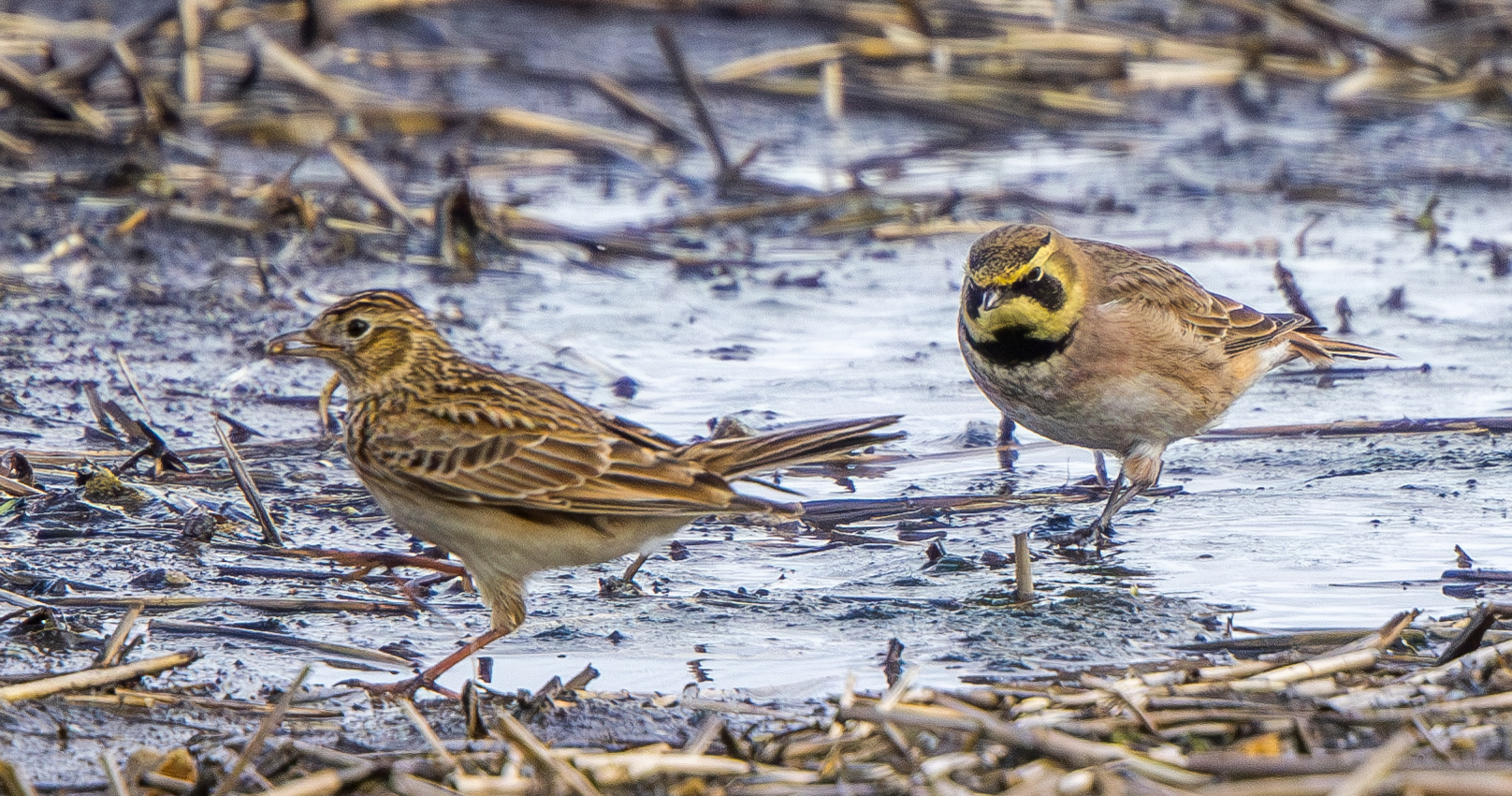 Shore Lark by Peter Garrity - BirdGuides
