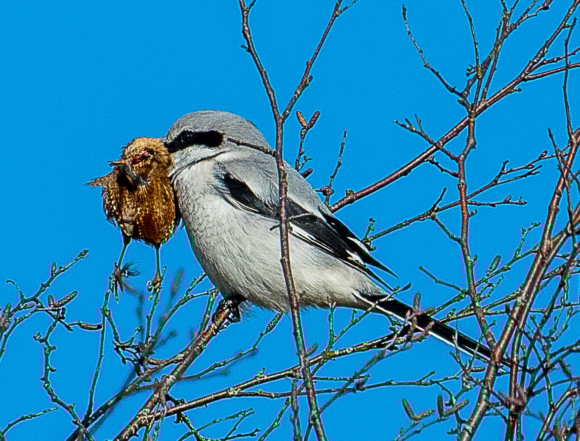 Great Grey Shrike by Paul Scott - BirdGuides