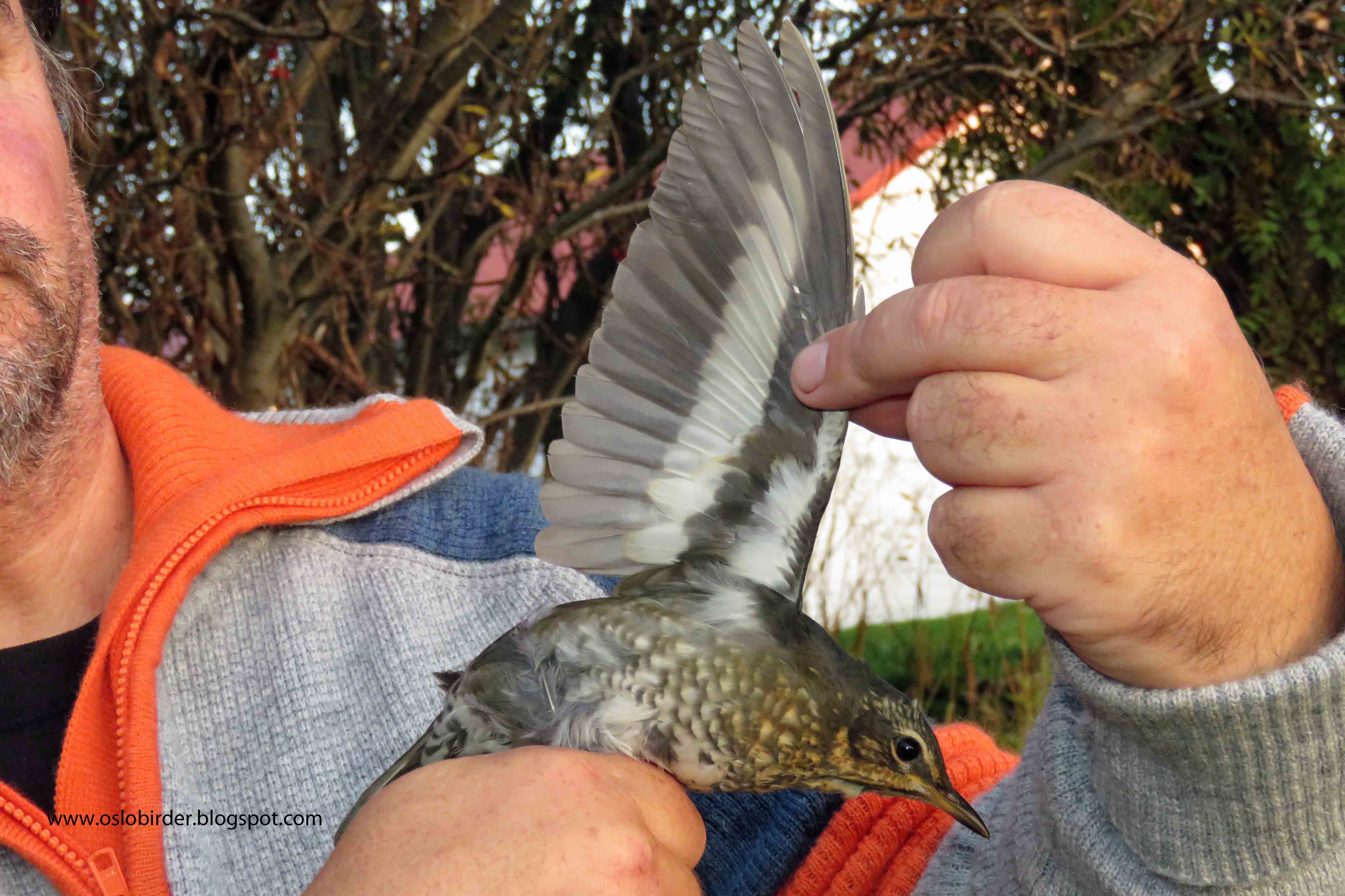 Details : Siberian Thrush - BirdGuides