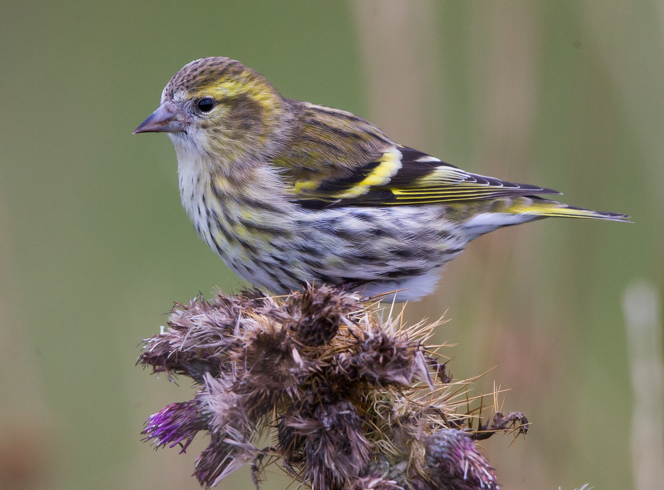Details : Eurasian Siskin - BirdGuides