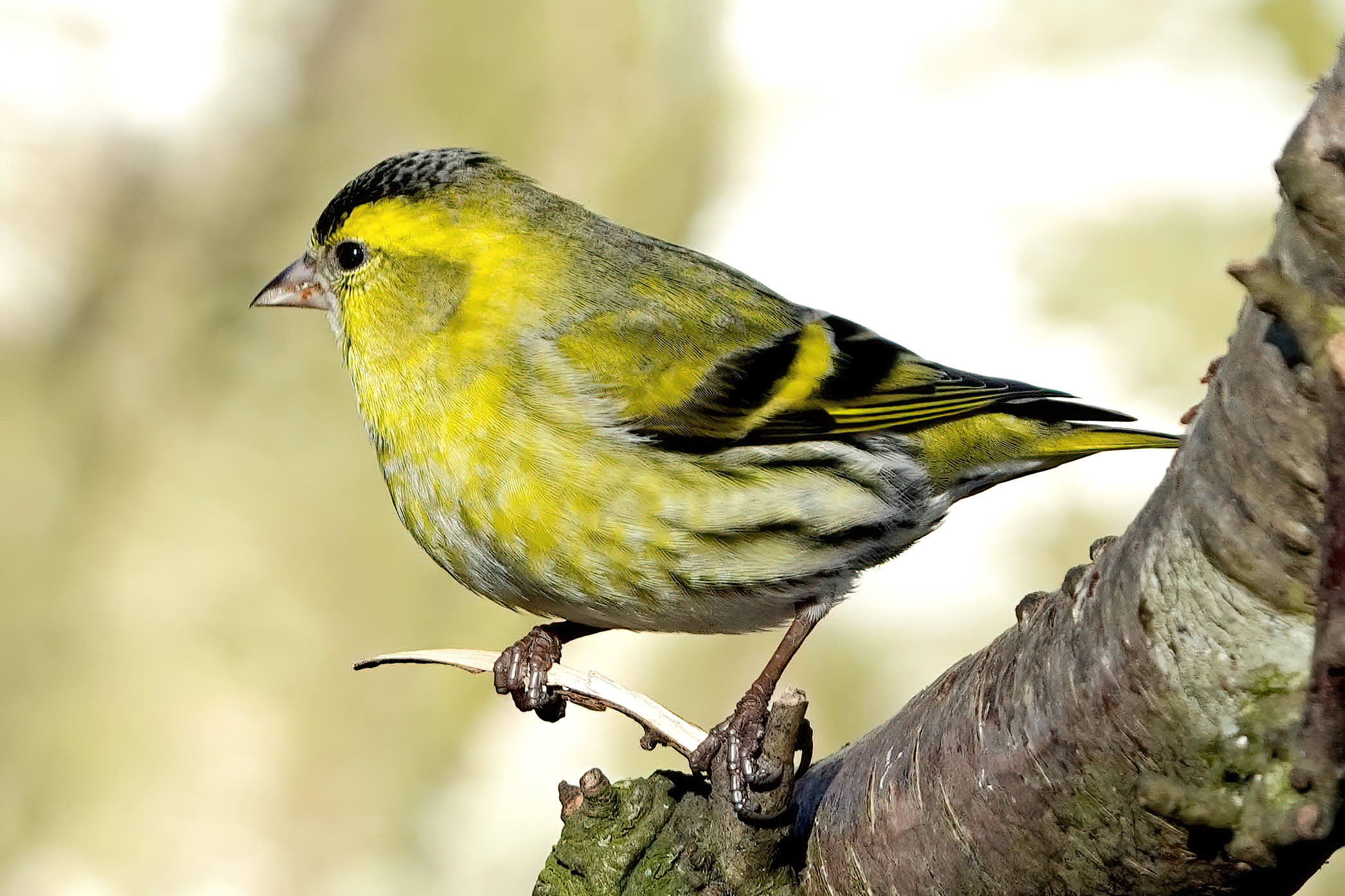 Eurasian Siskin by John Derick Elvidge - BirdGuides