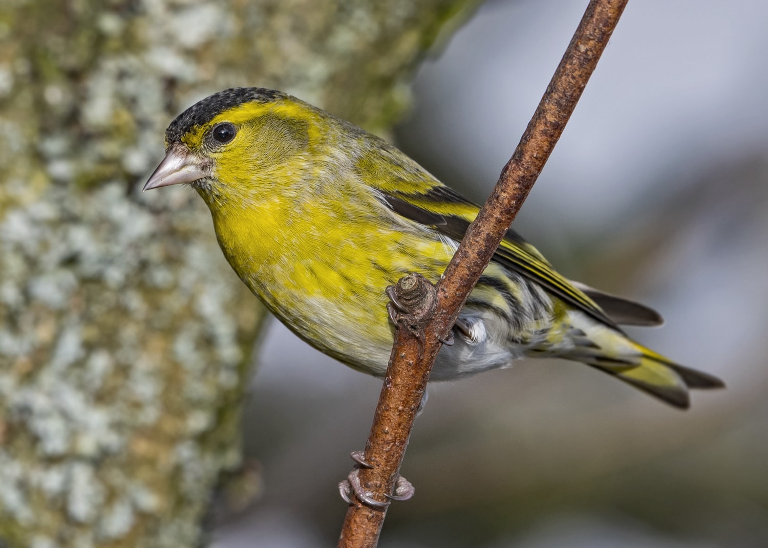 Eurasian Siskin by Martyn Jones - BirdGuides