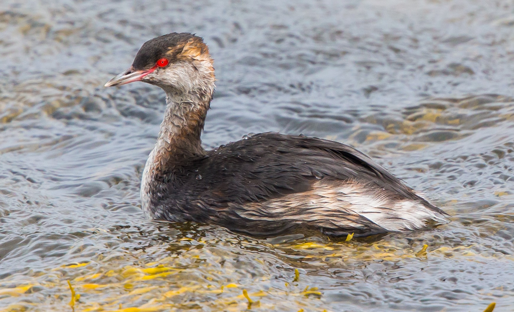 Slavonian Grebe by Peter Garrity - BirdGuides