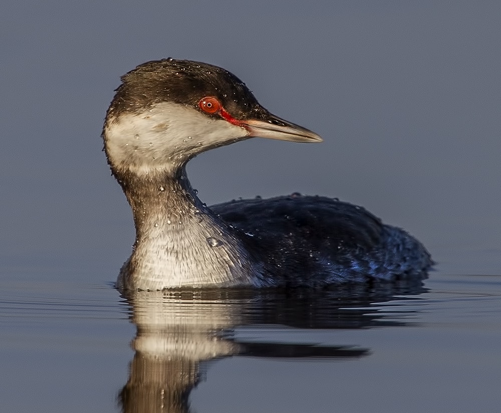 Slavonian Grebe by Tony Kinder - BirdGuides