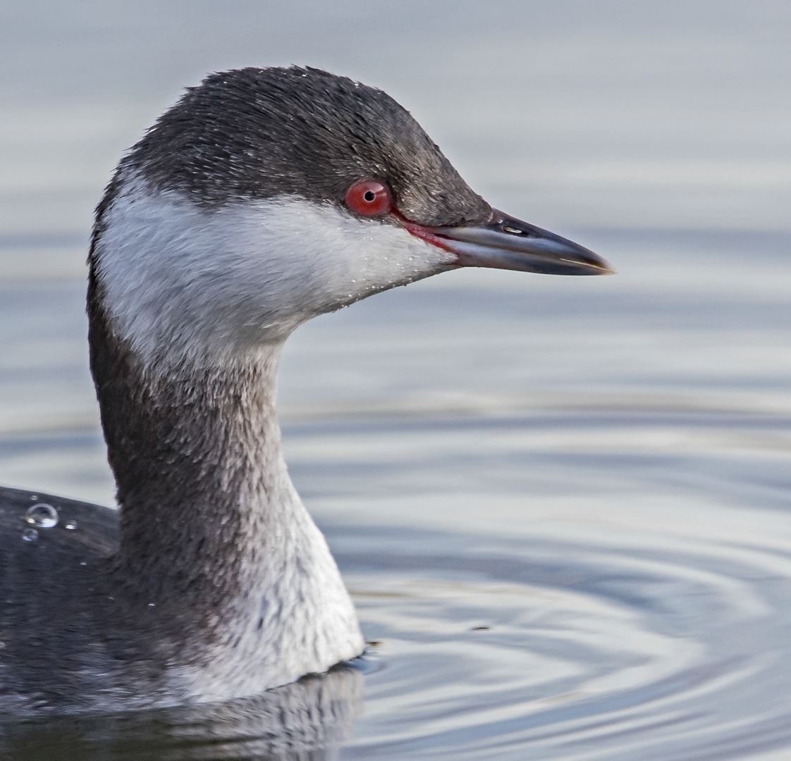 Slavonian Grebe by Martyn Jones - BirdGuides