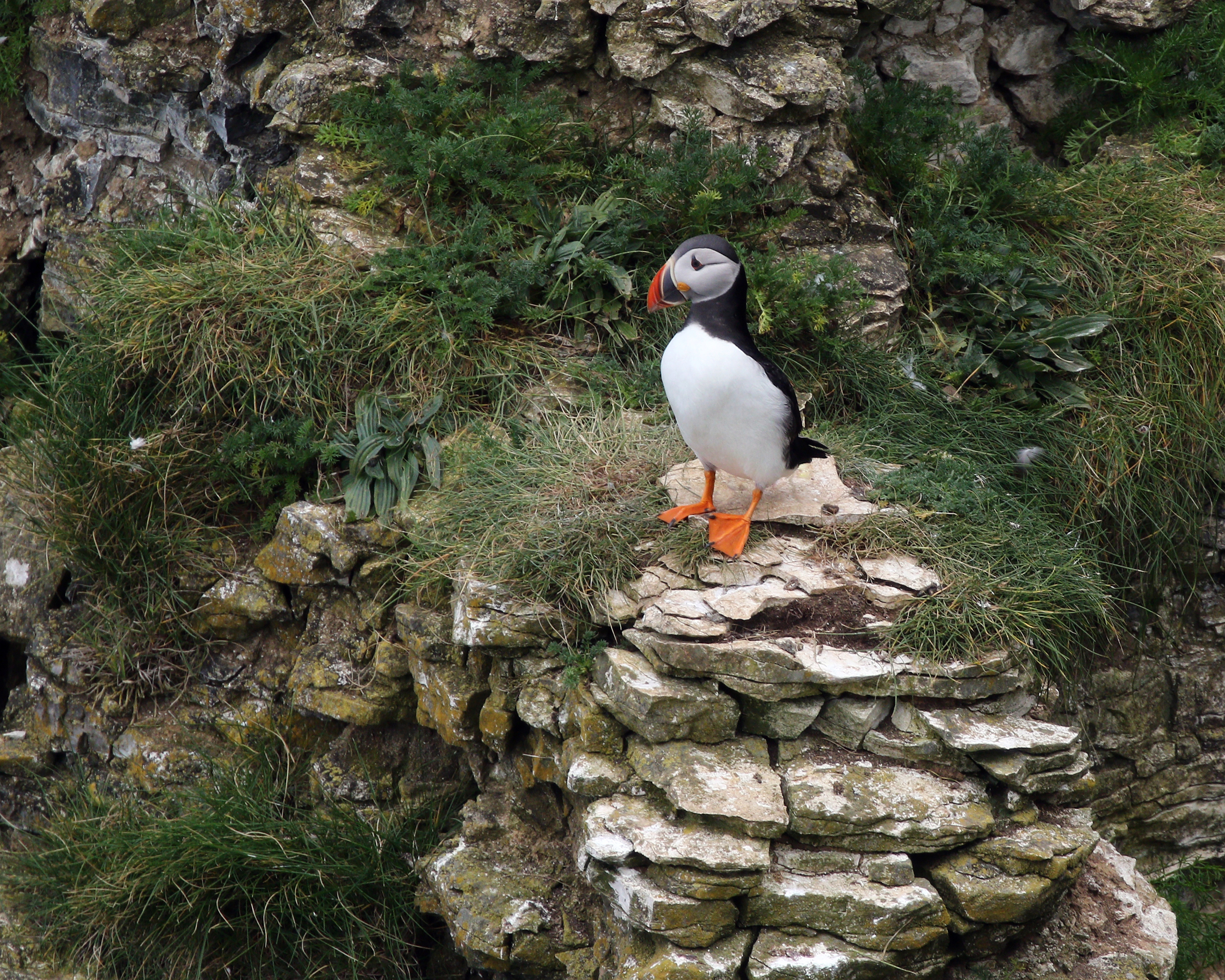 Puffin by Mark Coates - BirdGuides