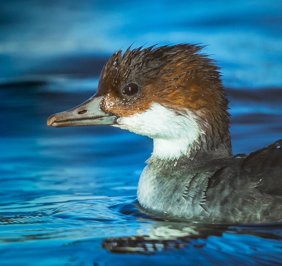 Smew by Peter Garrity - BirdGuides