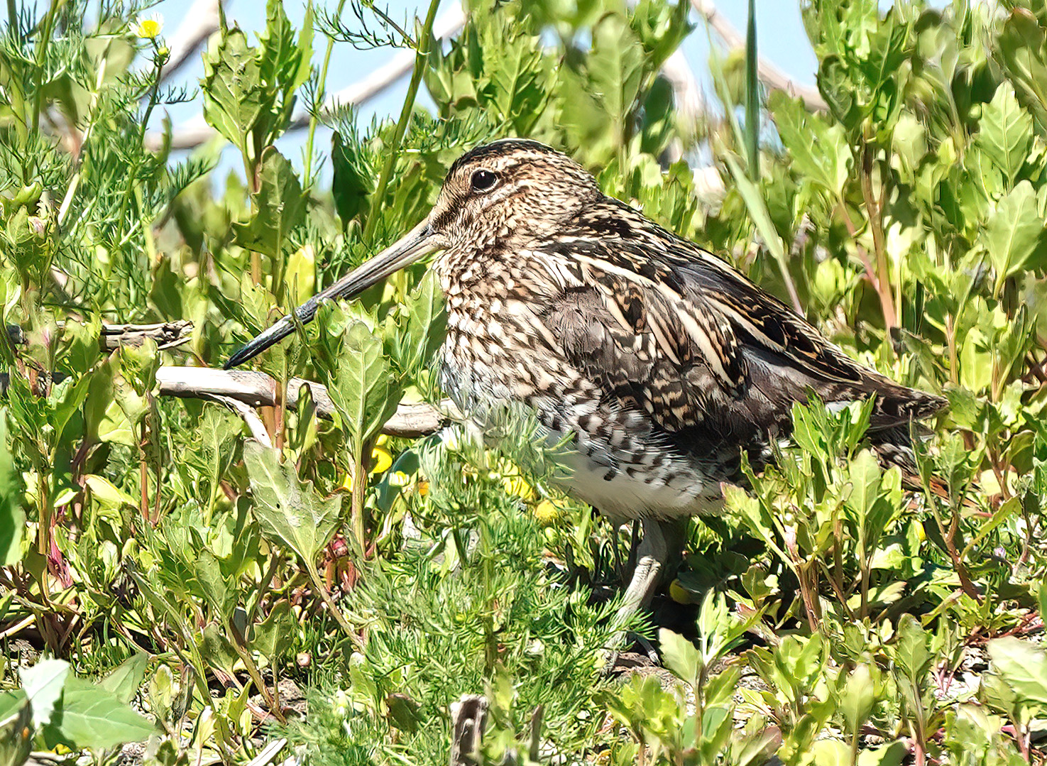 Common Snipe by John Derick Elvidge - BirdGuides