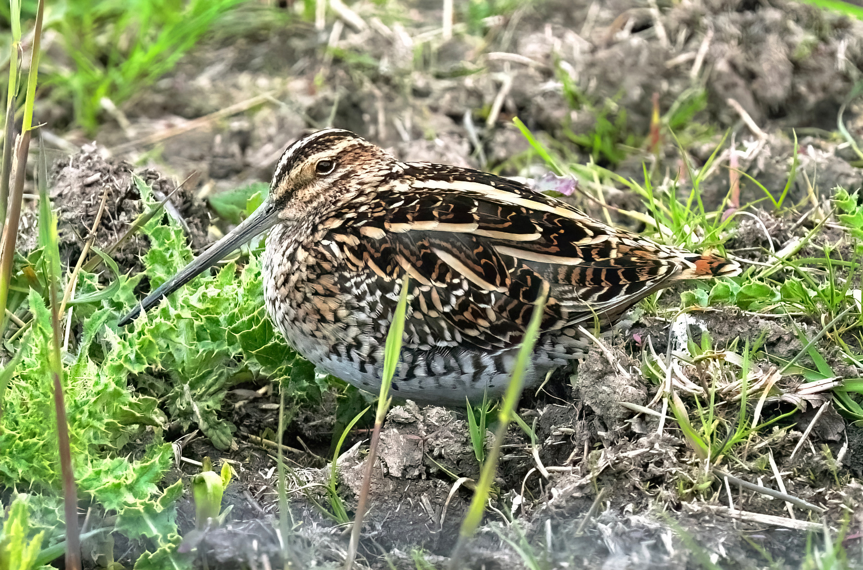 Common Snipe by John Derick Elvidge - BirdGuides