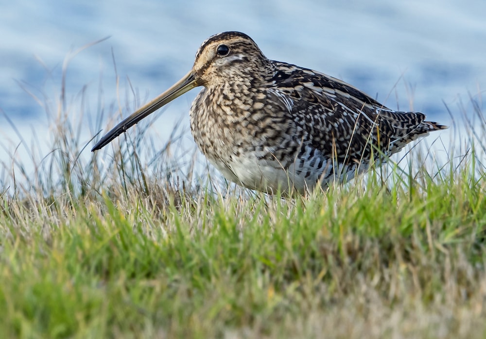Common Snipe by Martyn Jones - BirdGuides
