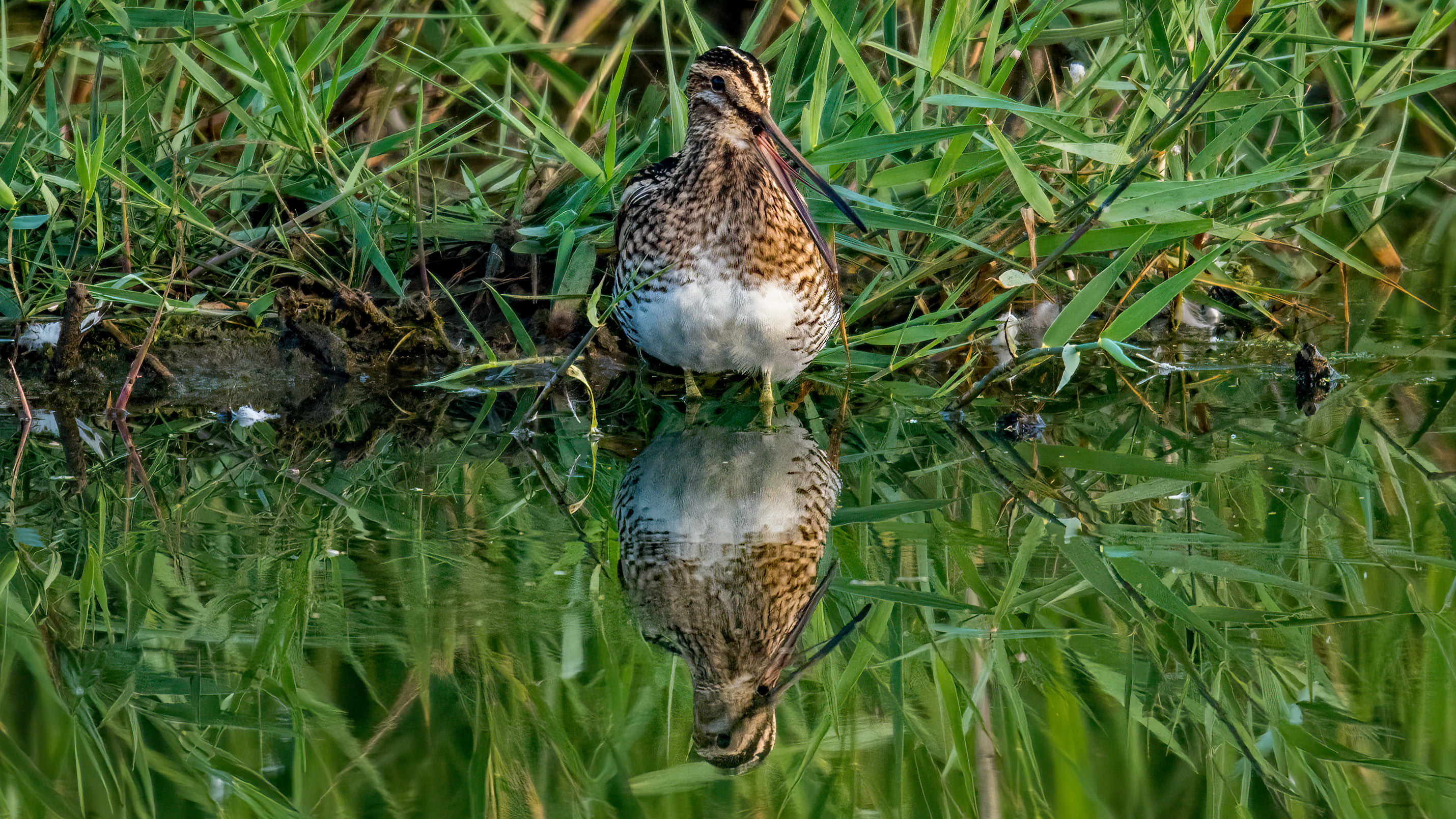 Common Snipe by Andy Thompson - BirdGuides