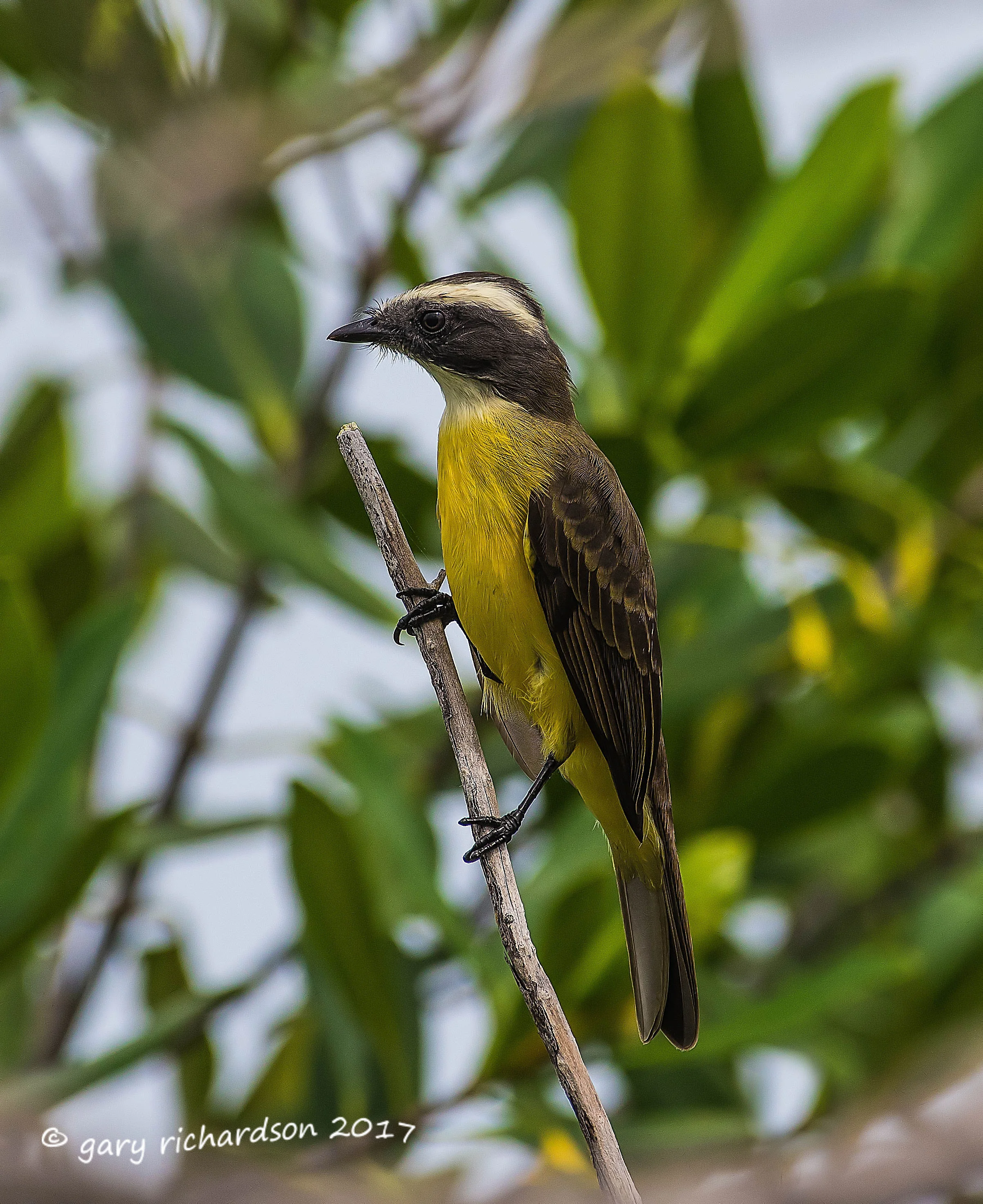 Details : Social Flycatcher - BirdGuides