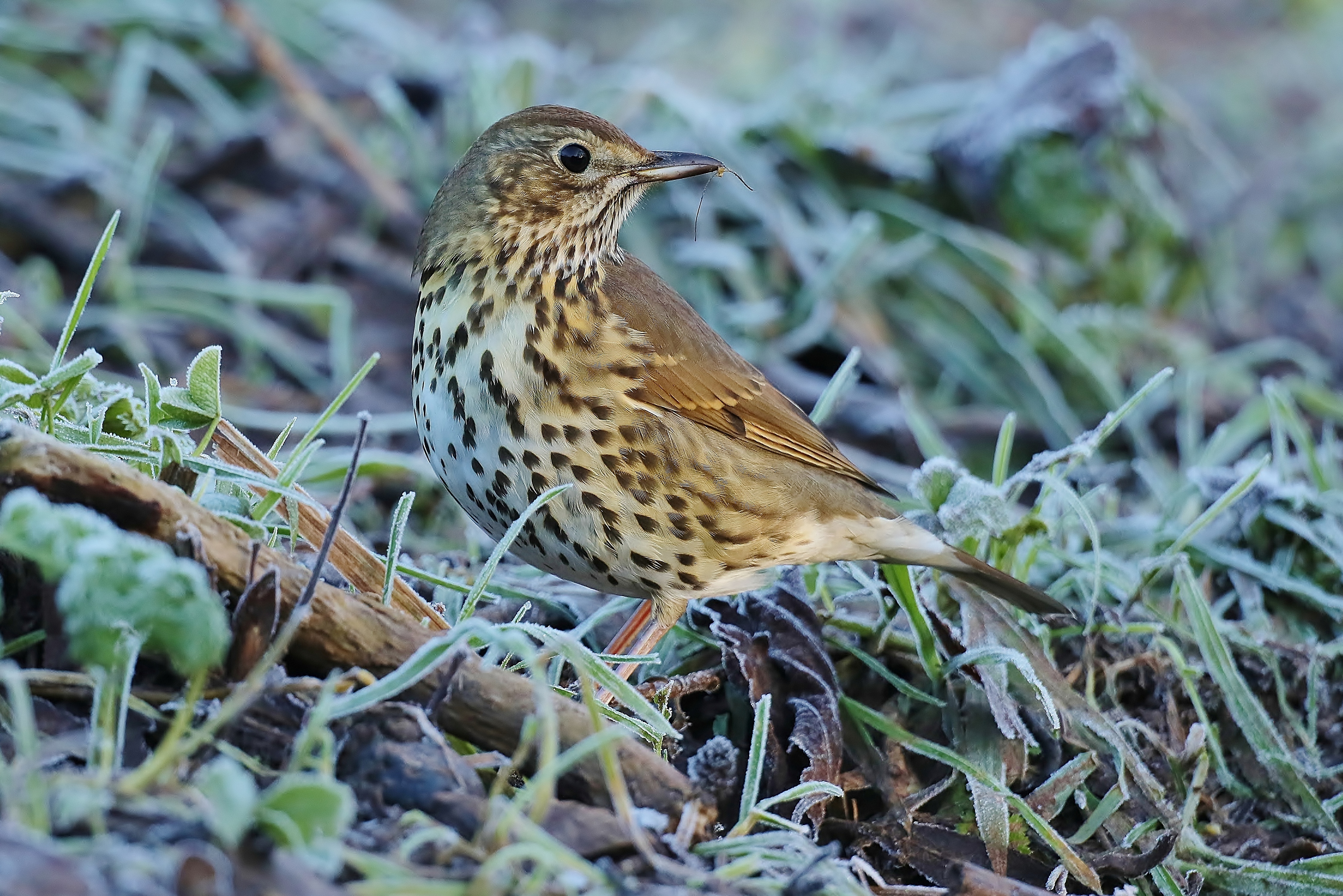 Song Thrush by Clive Daelman - BirdGuides