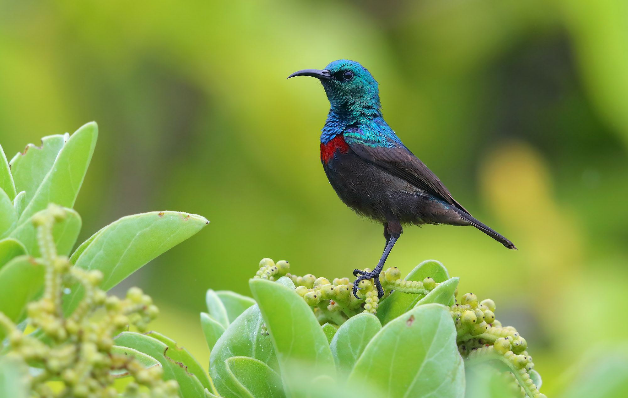Details : Souimanga Sunbird - BirdGuides