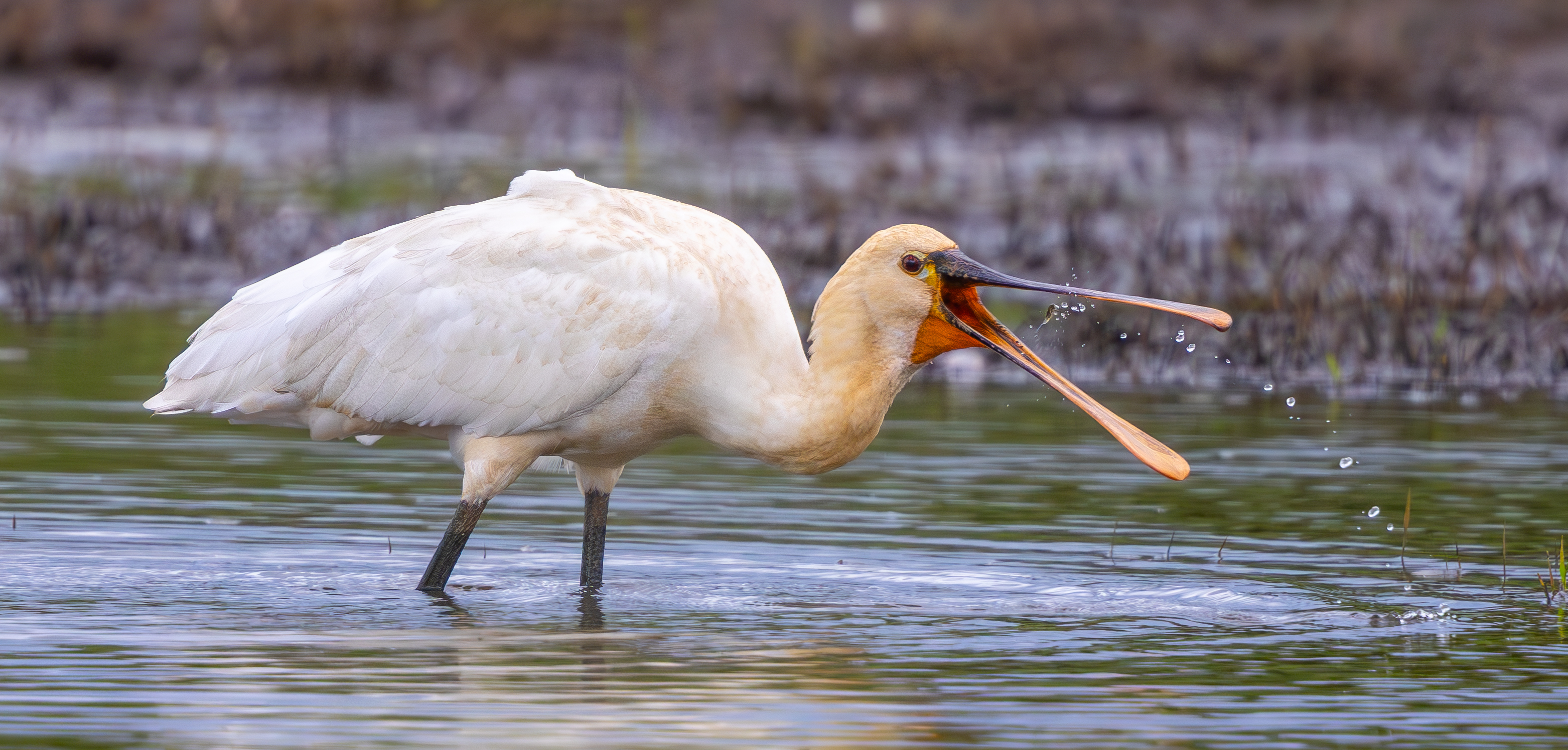 Eurasian Spoonbill by Peter Garrity - BirdGuides