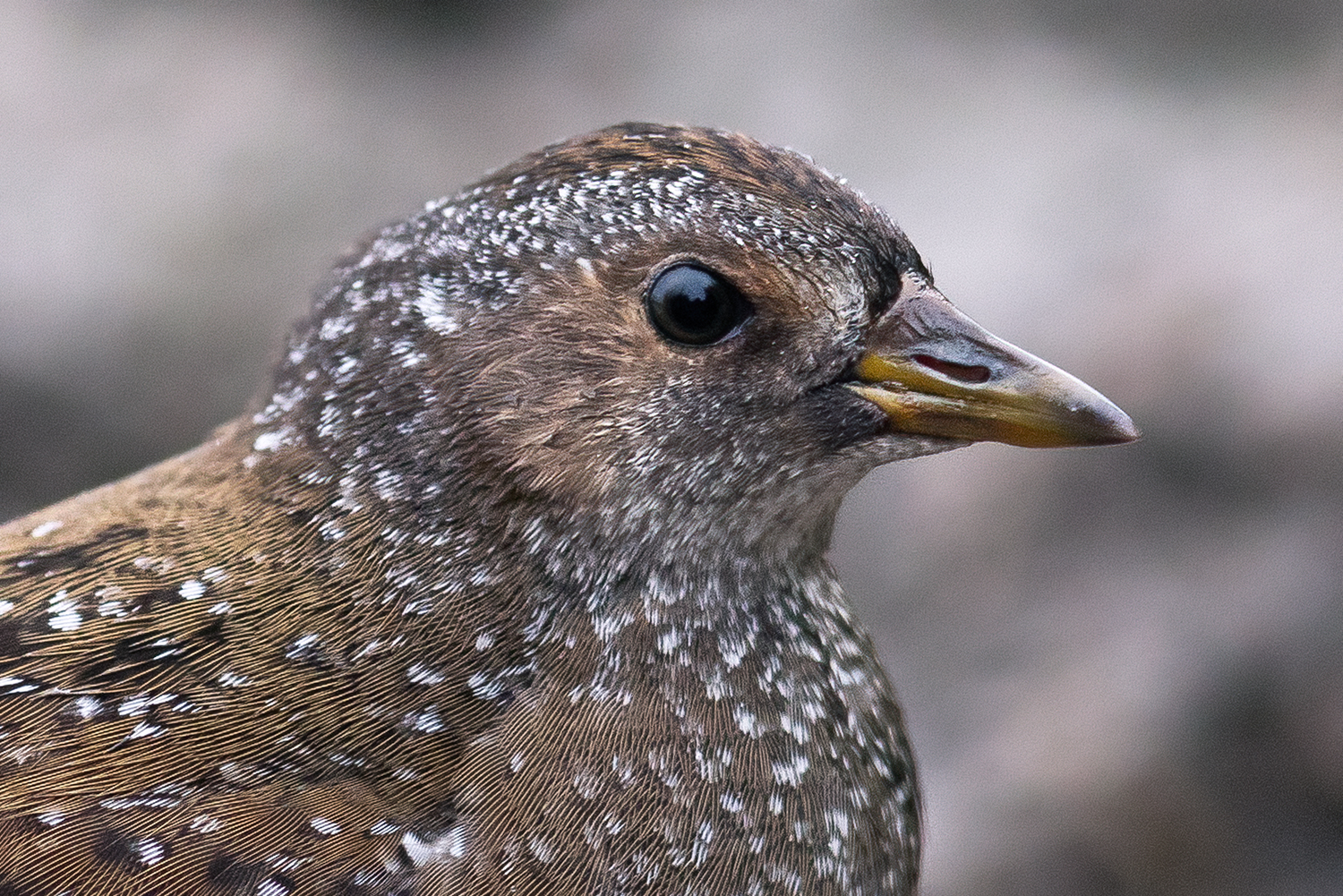 Spotted Crake by Gary Woodburn - BirdGuides