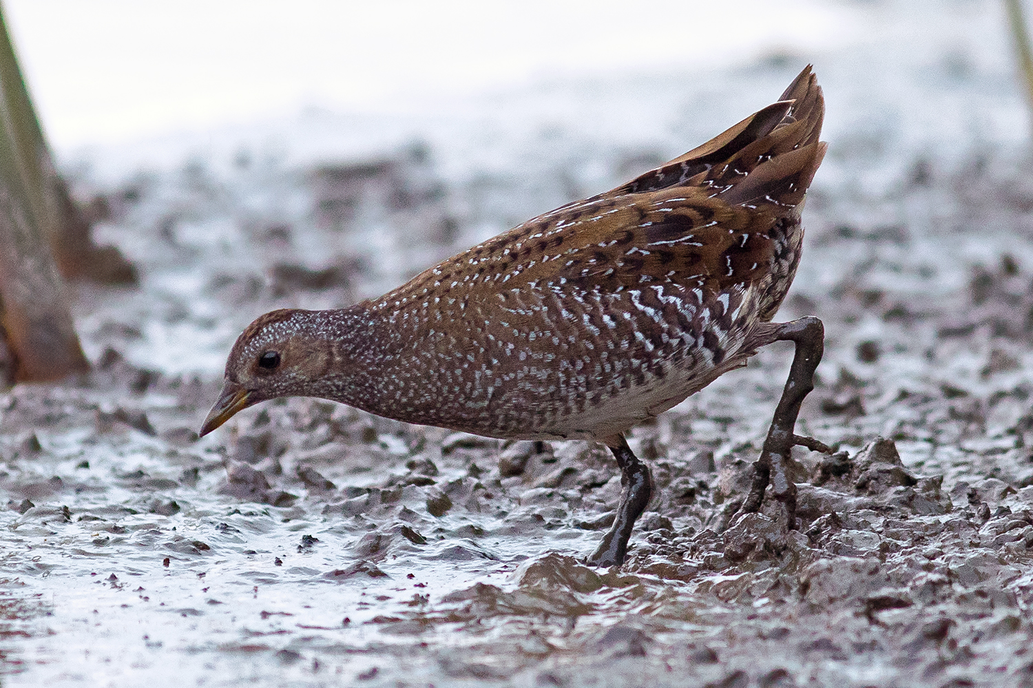 Spotted Crake by Gary Woodburn - BirdGuides