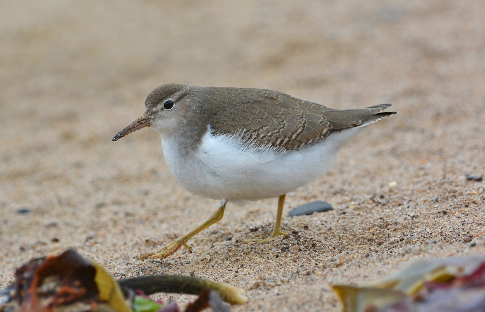 Spotted Sandpiper by Damian Money - BirdGuides