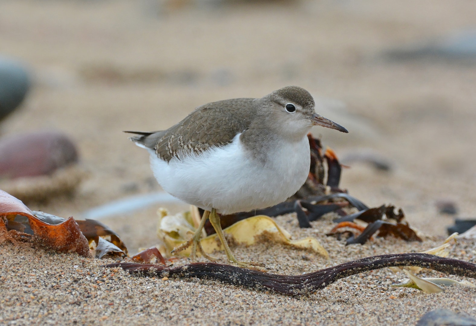 Spotted Sandpiper by Damian Money - BirdGuides