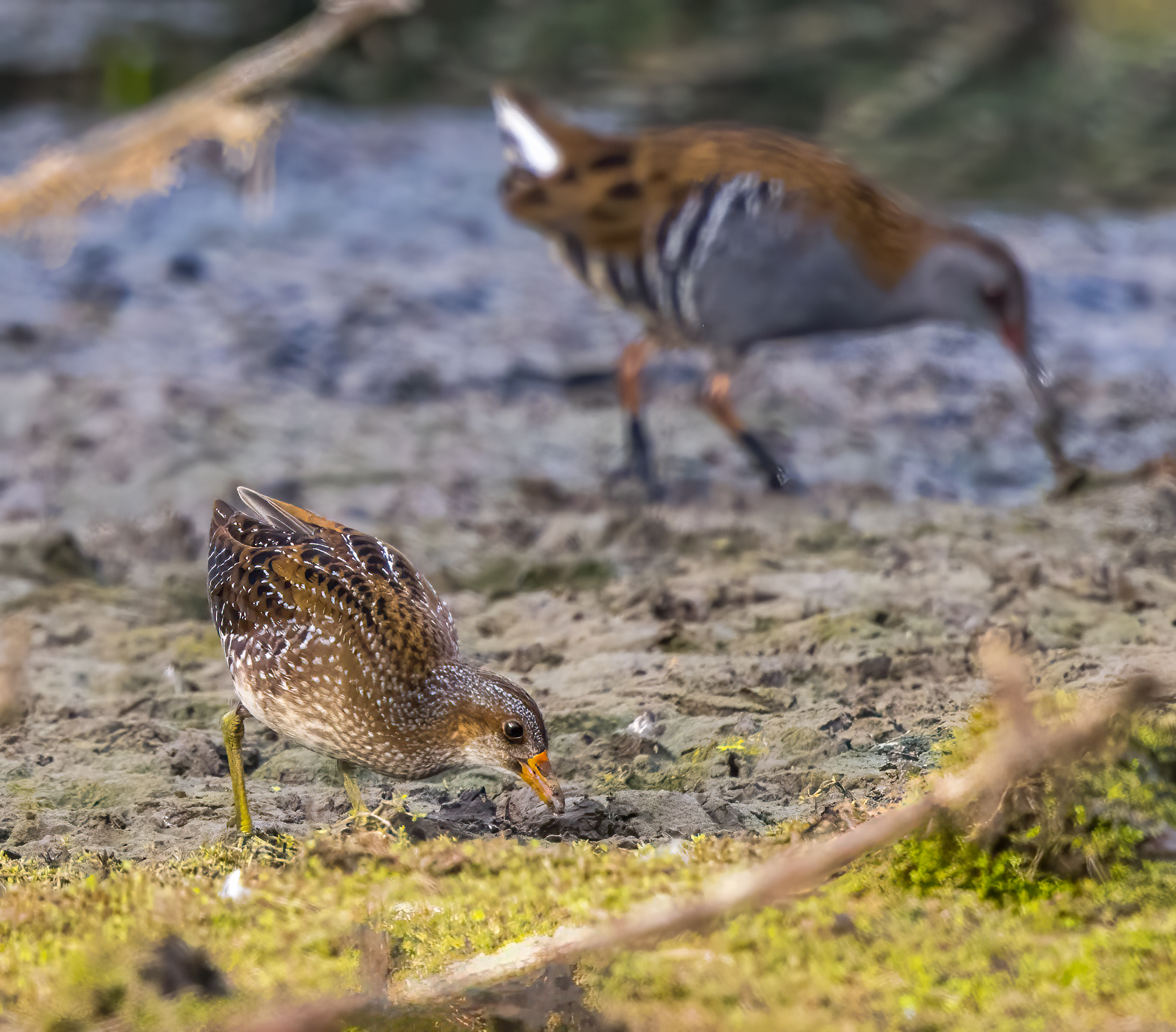 Spotted Crake by Peter Garrity - BirdGuides