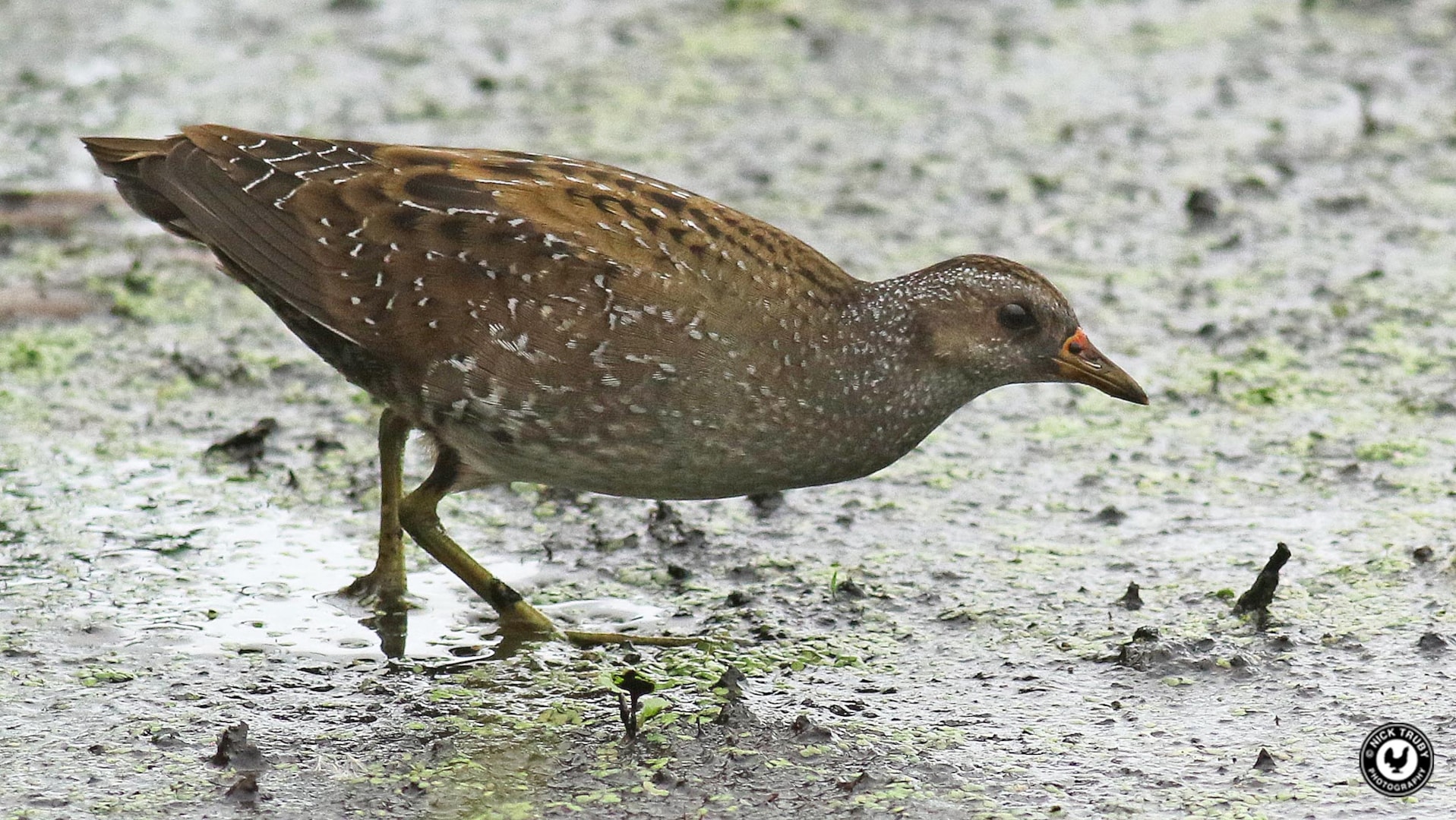 Spotted Crake by Nick Truby - BirdGuides