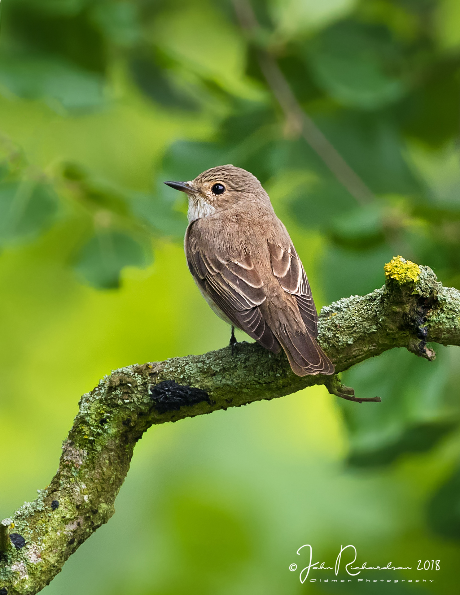Details : Spotted Flycatcher - BirdGuides