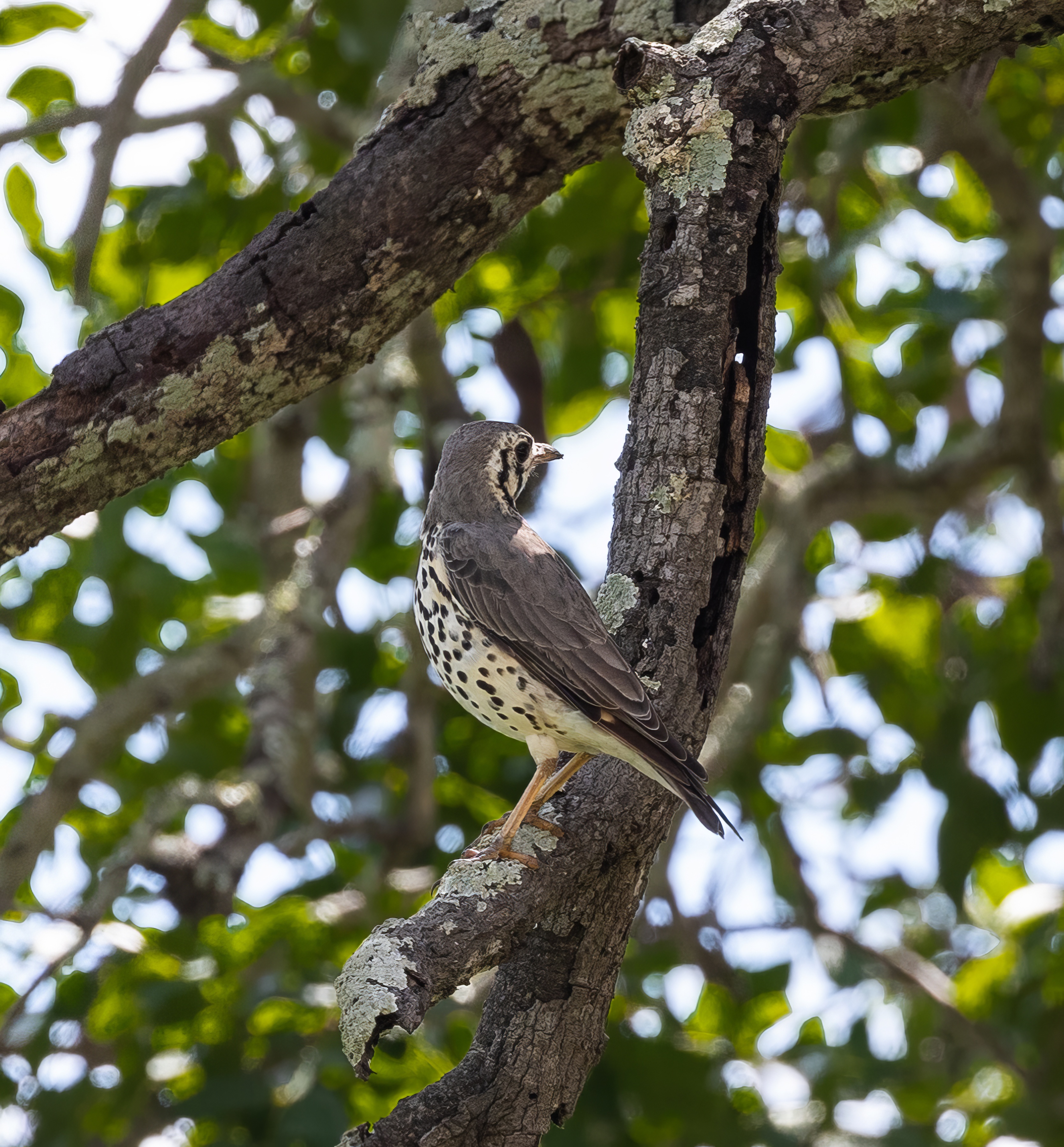Spotted Ground Thrush by Tony Fothergill - BirdGuides