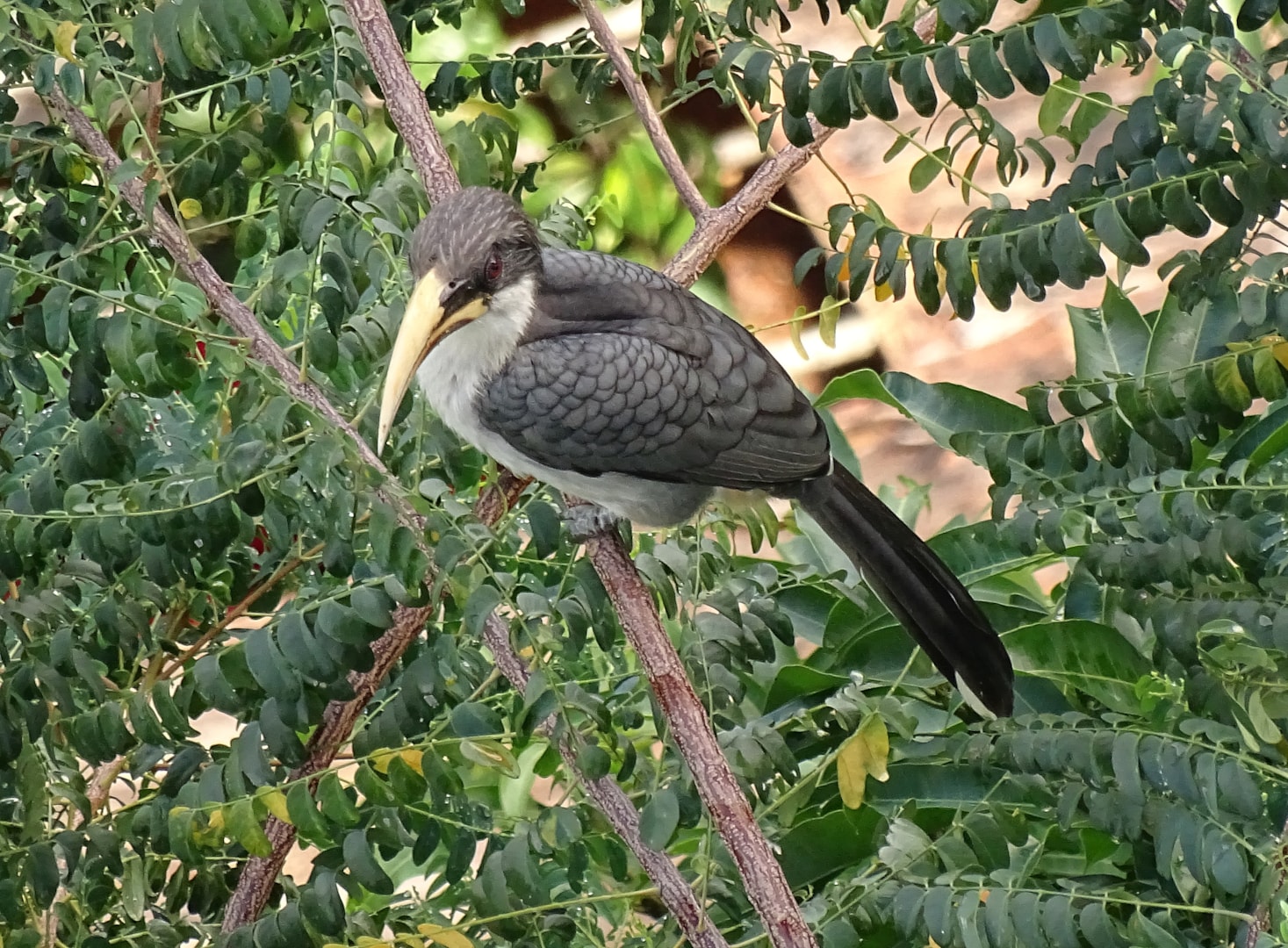 Sri Lanka Grey Hornbill by David Ferguson - BirdGuides
