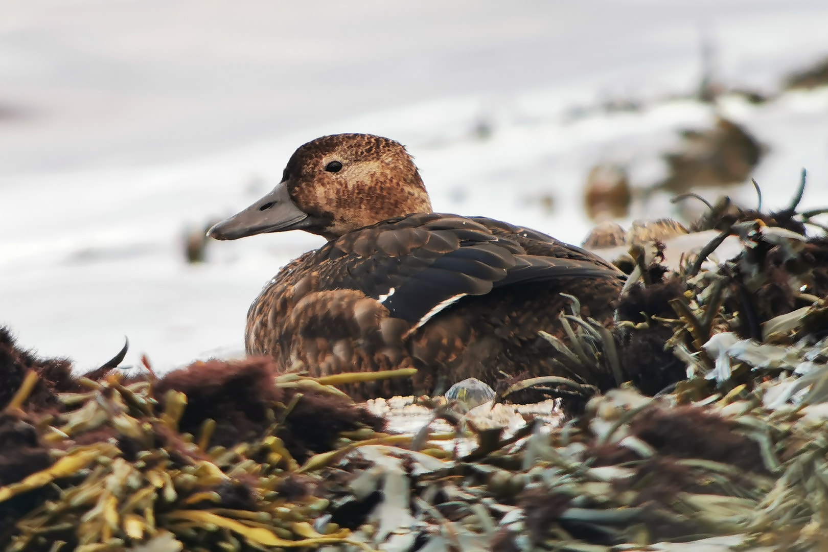 Steller's Eider by Dan Pointon - BirdGuides
