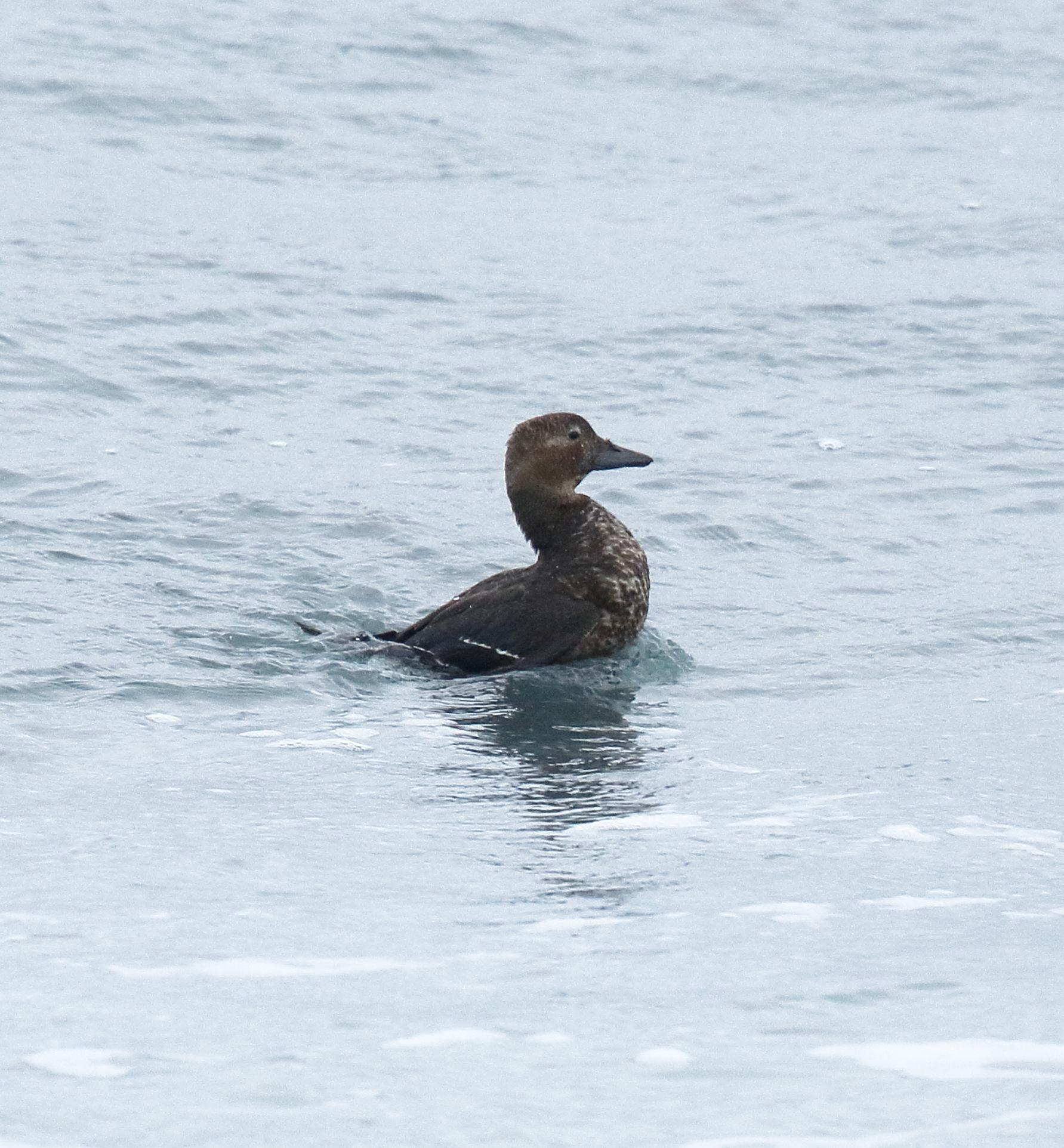 Steller's Eider by Mark Rayment - BirdGuides