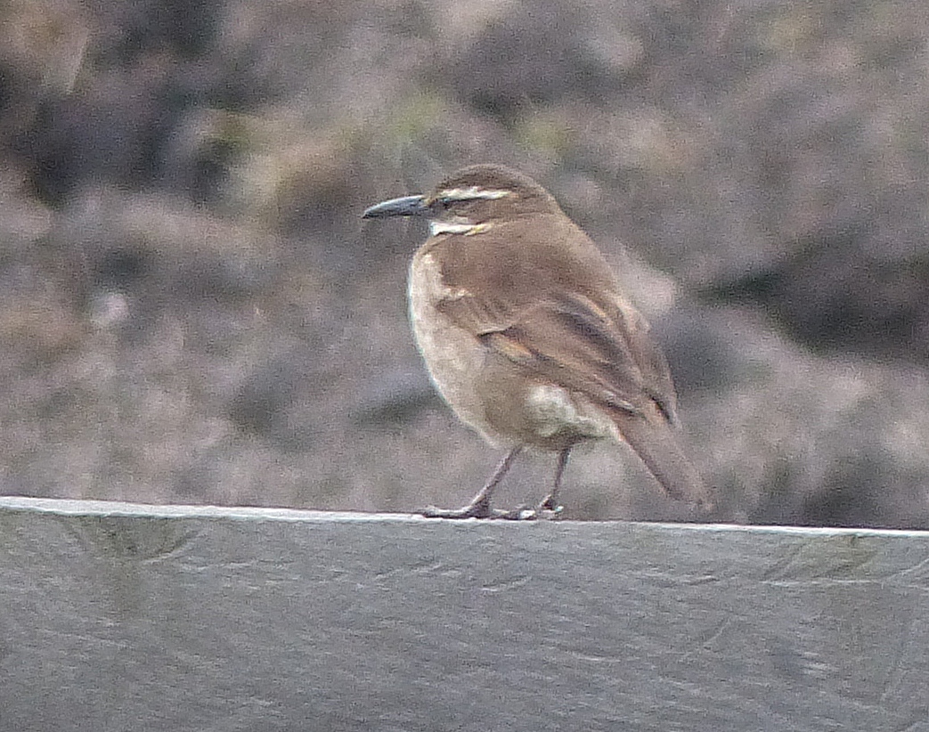 Details : Stout-billed Cinclodes - BirdGuides