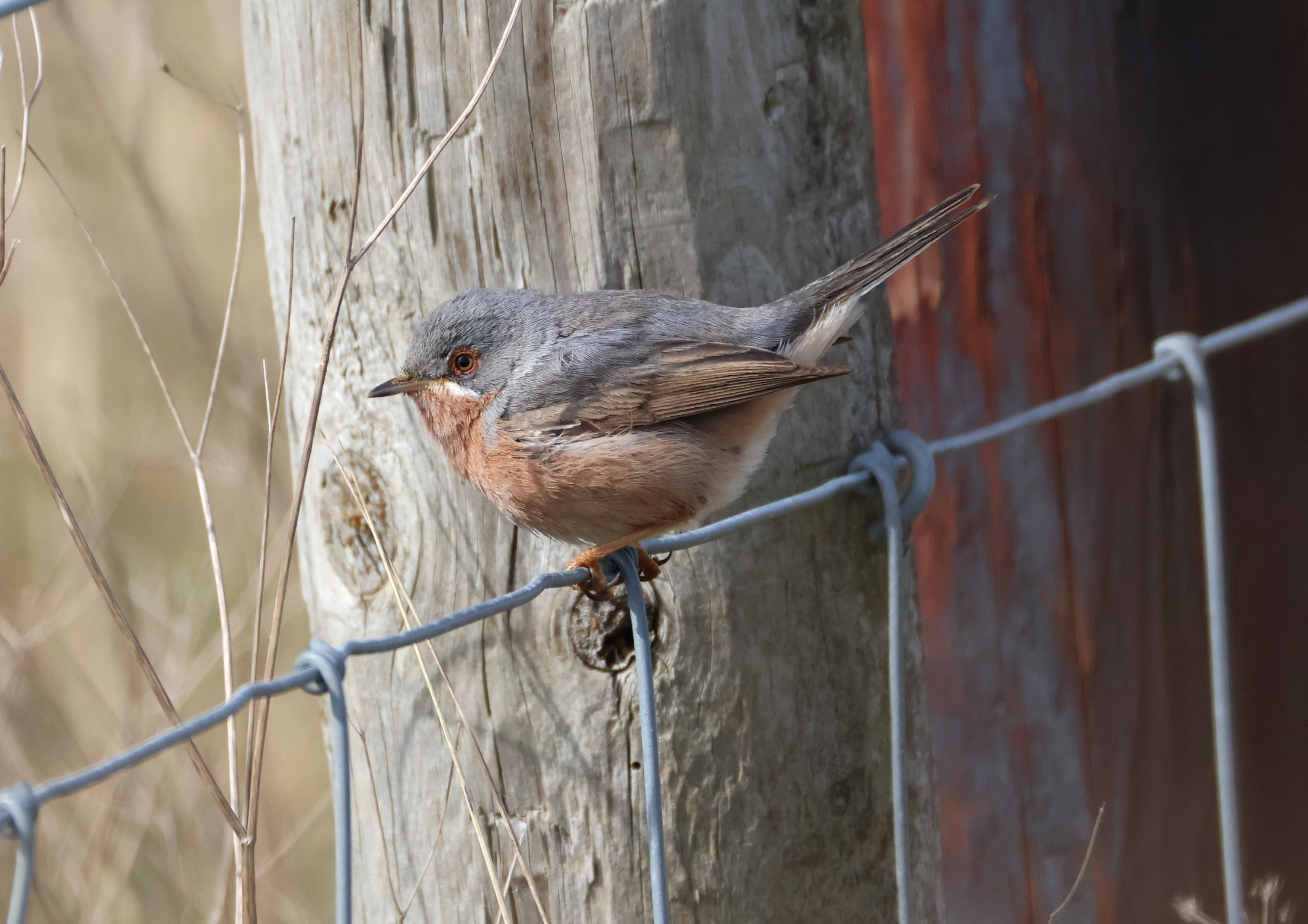 Western Subalpine Warbler by James Siddle - BirdGuides