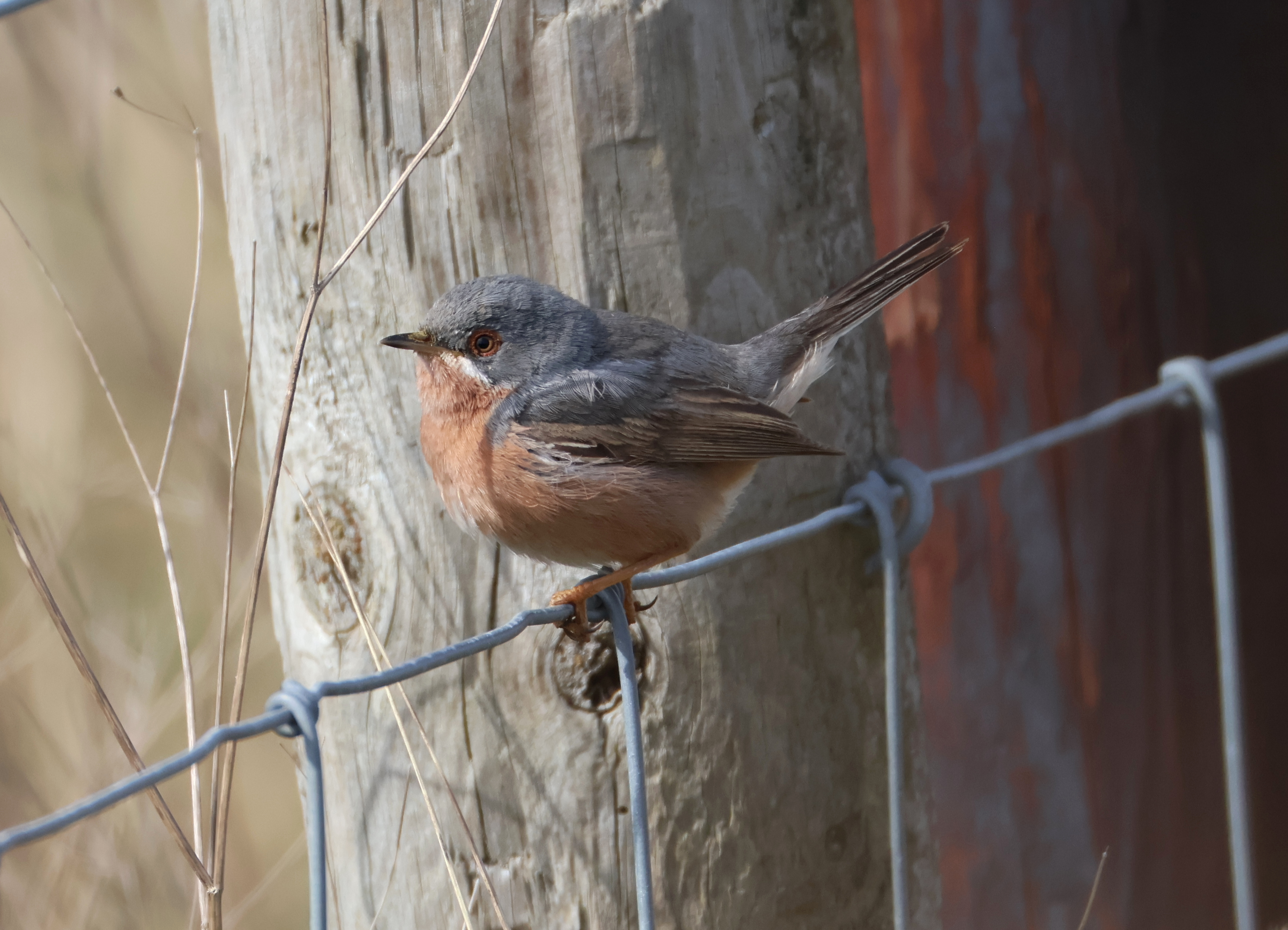 Western Subalpine Warbler by James Siddle - BirdGuides