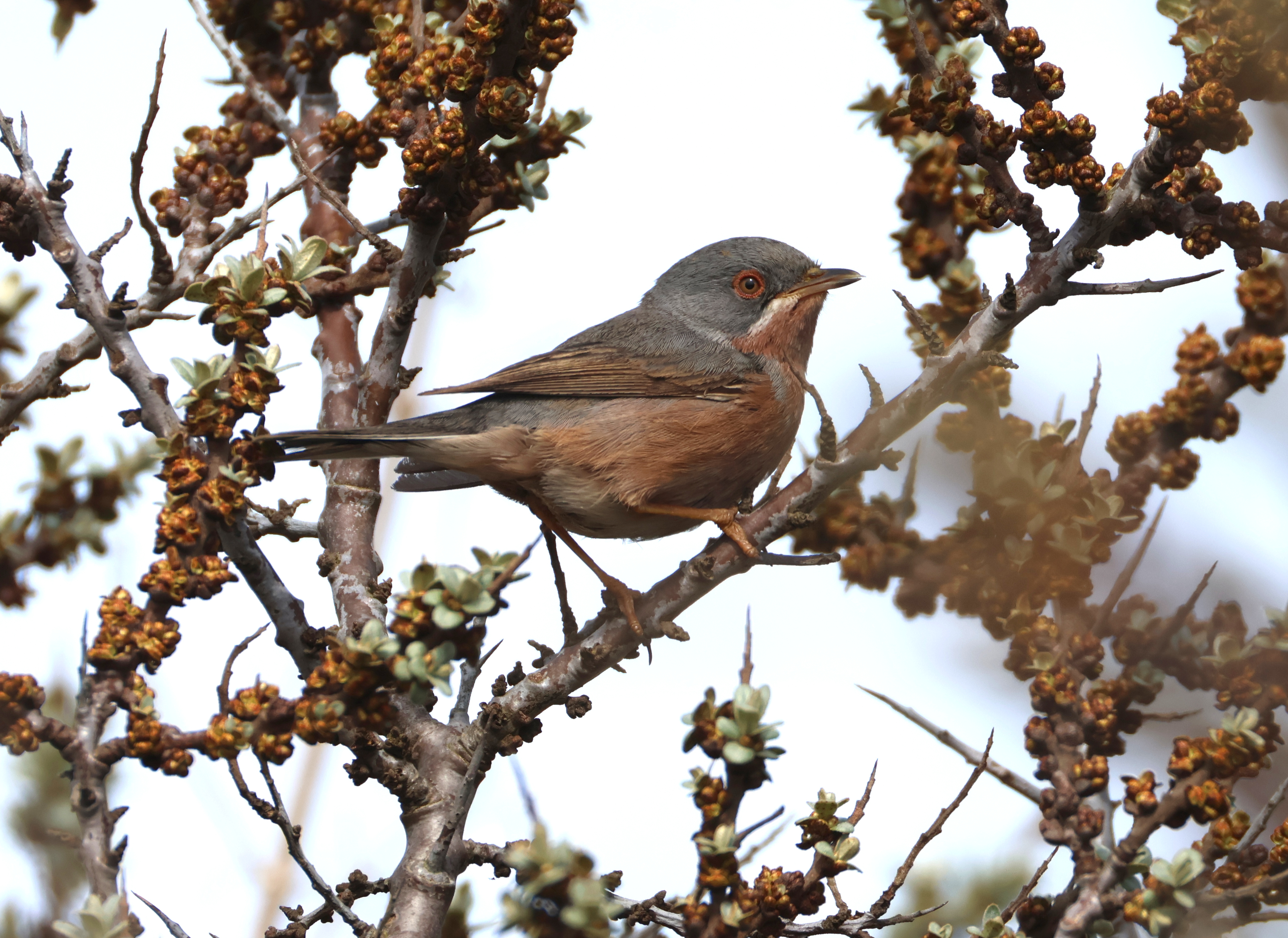 Western Subalpine Warbler by James Siddle - BirdGuides