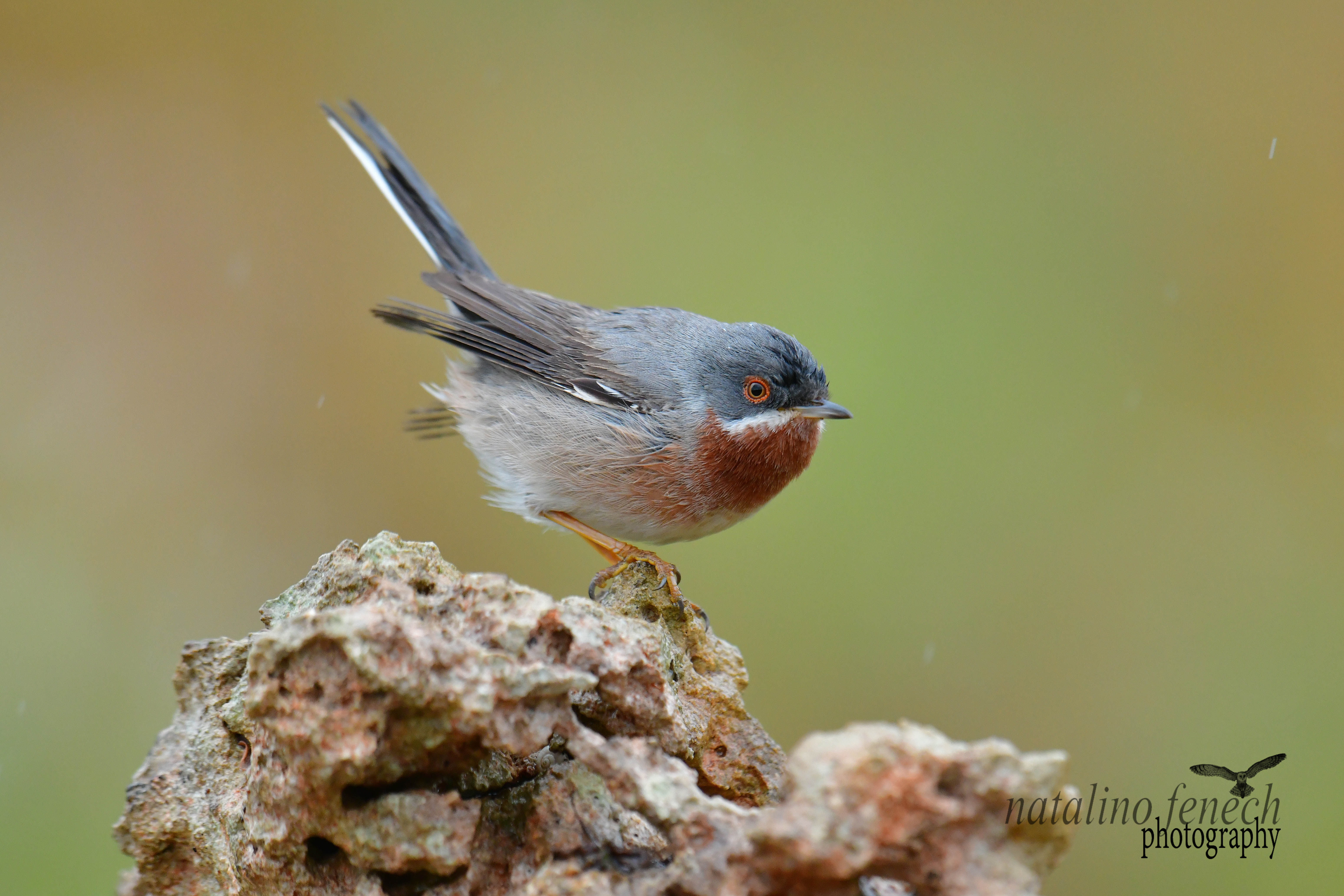 Eastern Subalpine Warbler by Natalino Fenech - BirdGuides