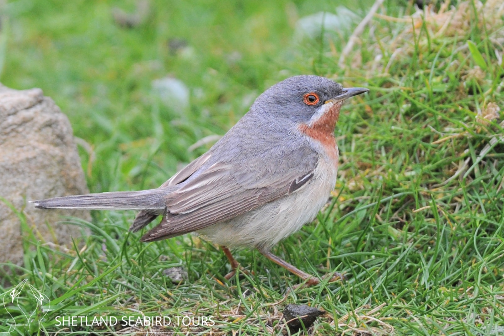 Eastern Subalpine Warbler by Rebecca Nason - BirdGuides