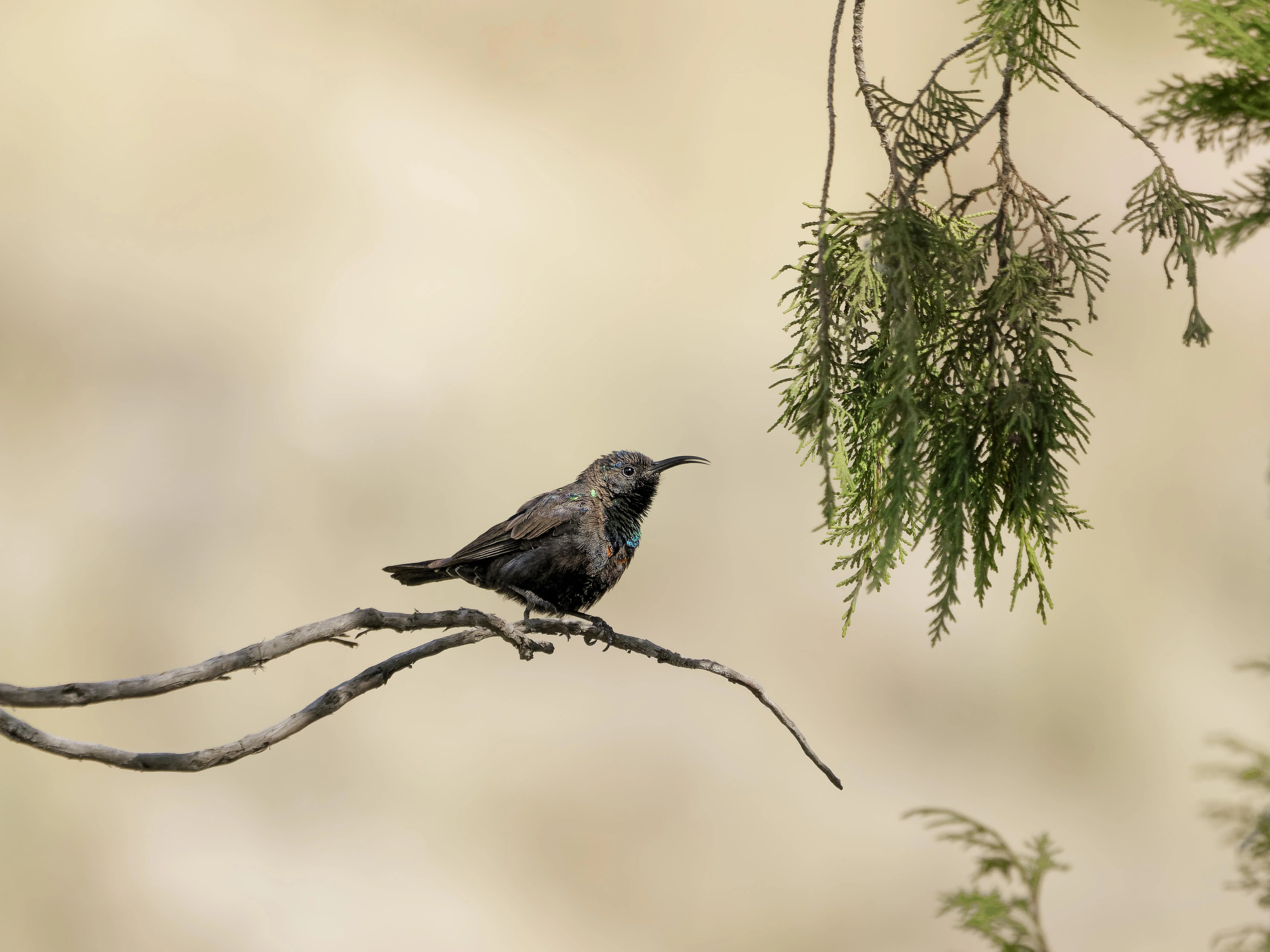 Details : Arabian Sunbird - BirdGuides